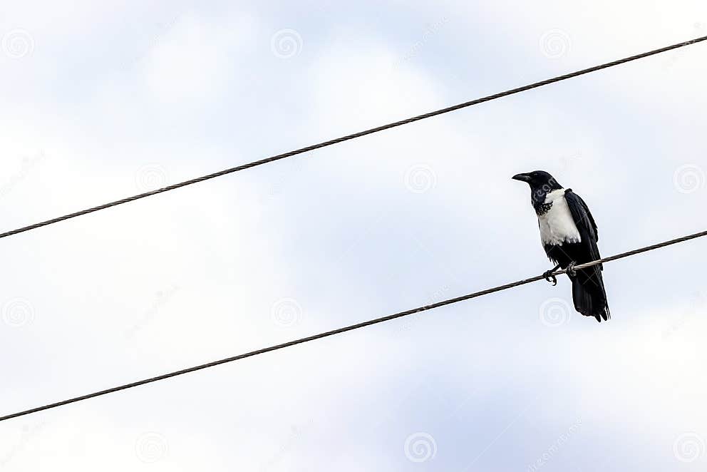 Low Angle Shot of a Crow Sitting on a Wire with a Blurred Background ...
