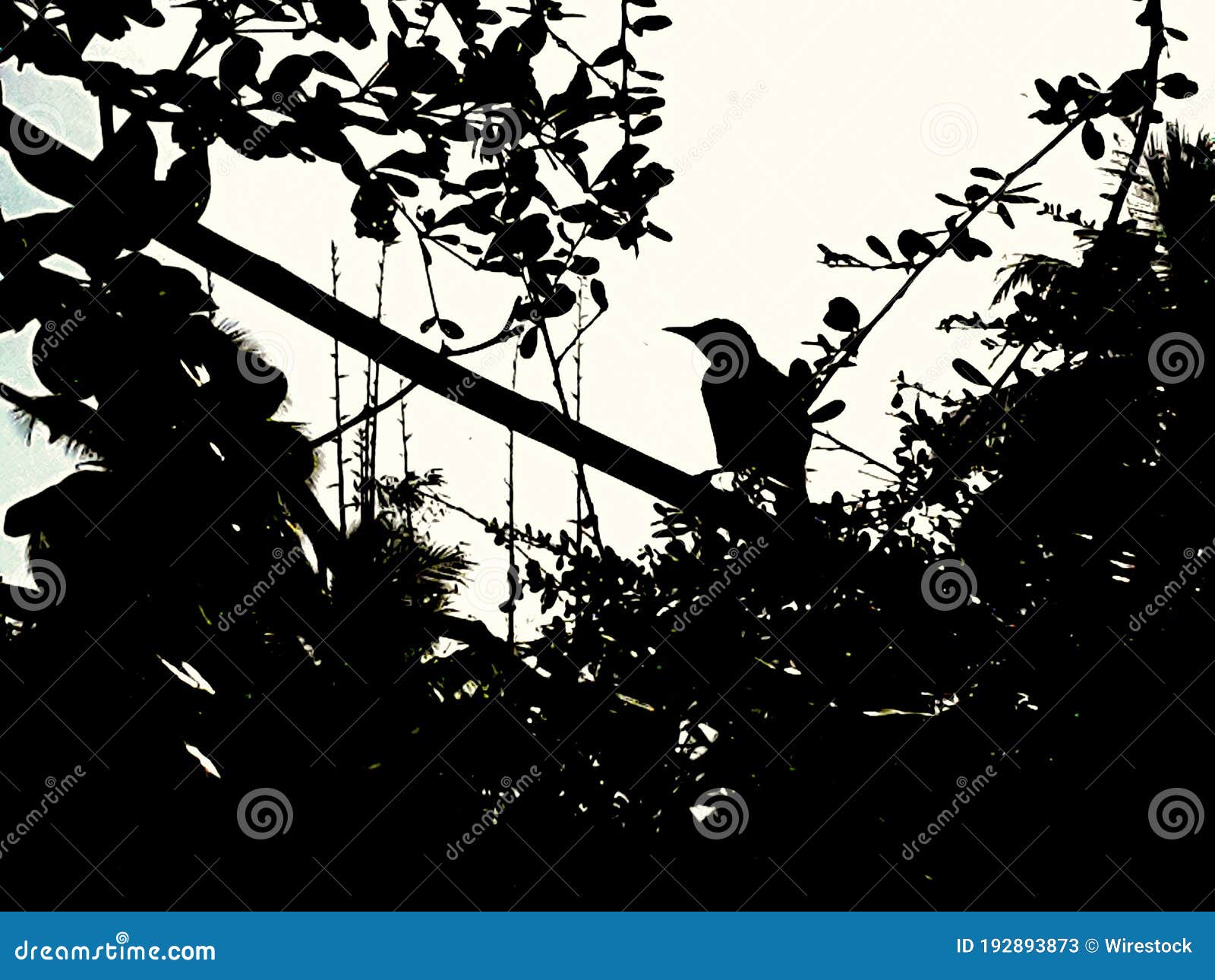 Low Angle Shot of a Crow on a Wire in Nature Stock Image - Image of ...