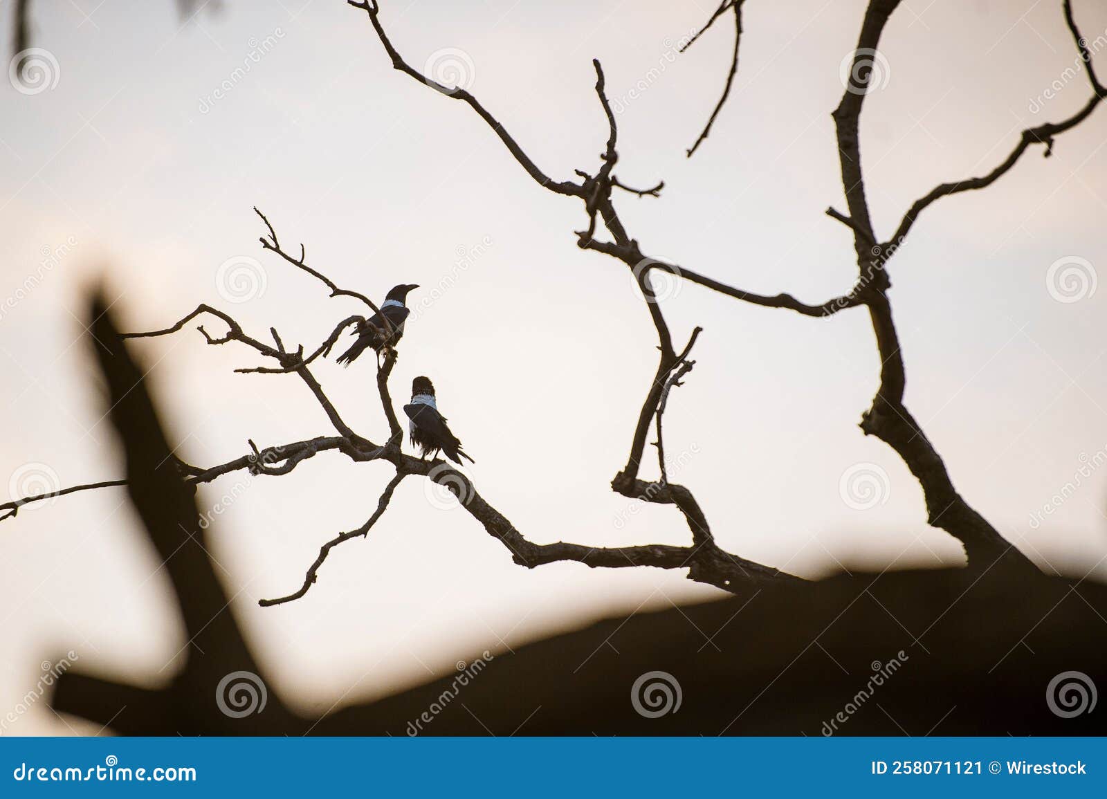 Low Angle Shot of Crows Perched on Dry Broken Tree Branches Stock Image ...