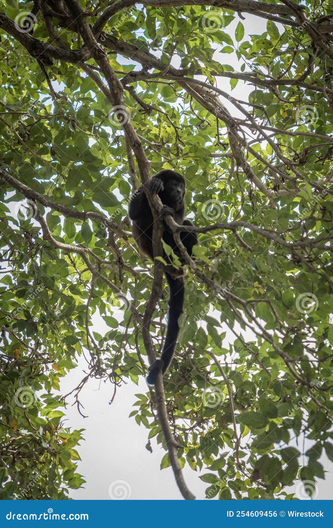Low-angle Shot of a Cute Monkey Sitting on a Tree in Costa Rica on a ...