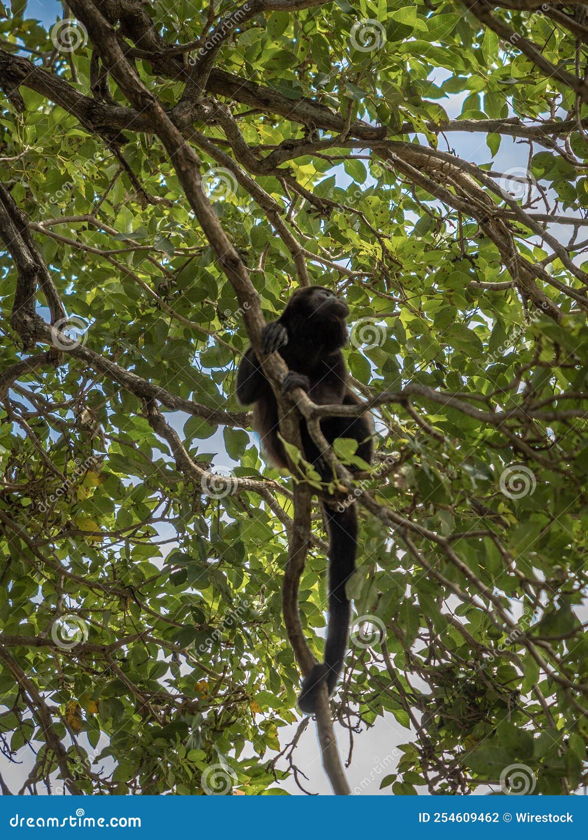 Low-angle Shot of a Cute Monkey Sitting on a Tree in Costa Rica on a ...