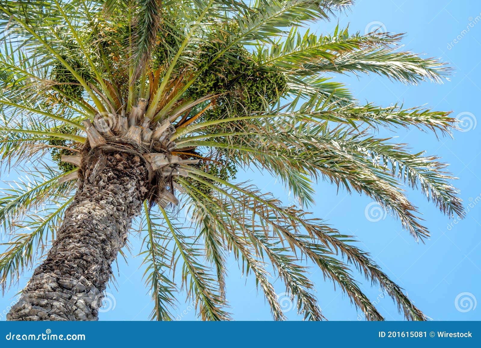 Low Angle Shot of Cycas Circinalis Tree on a Clear Sky Background Stock ...