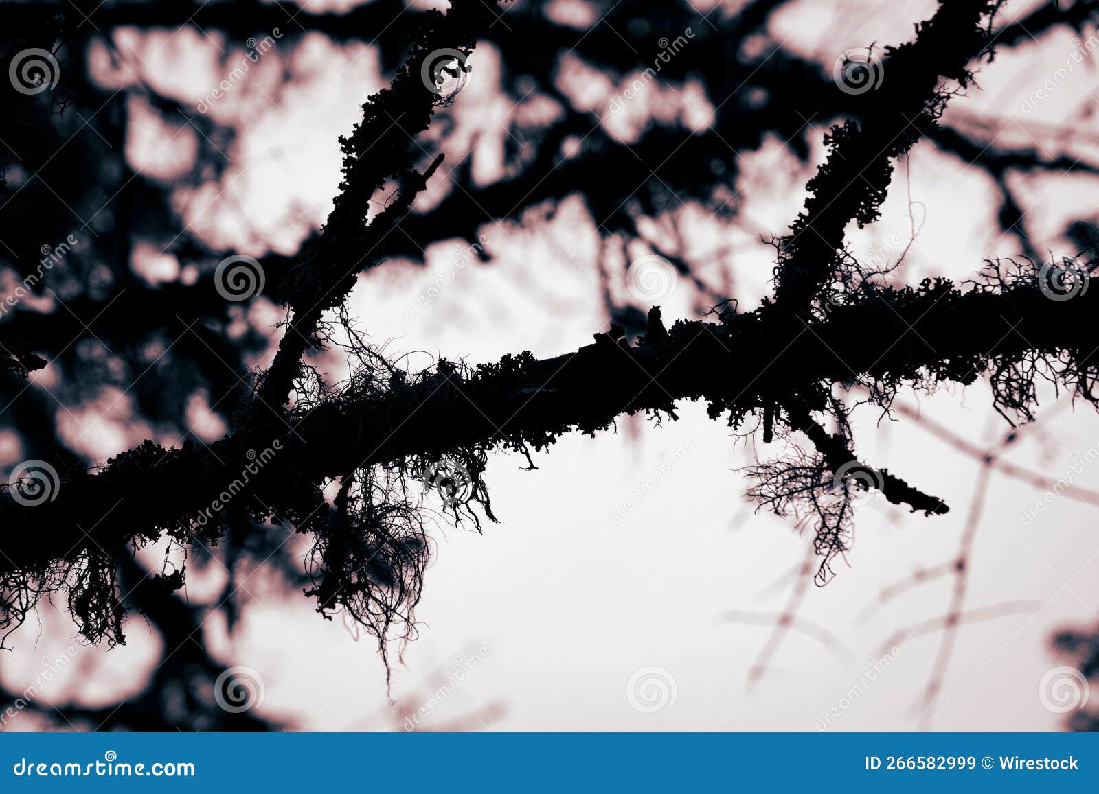 Low-angle Shot of the Deciduous Tree Branches Stock Image - Image of ...