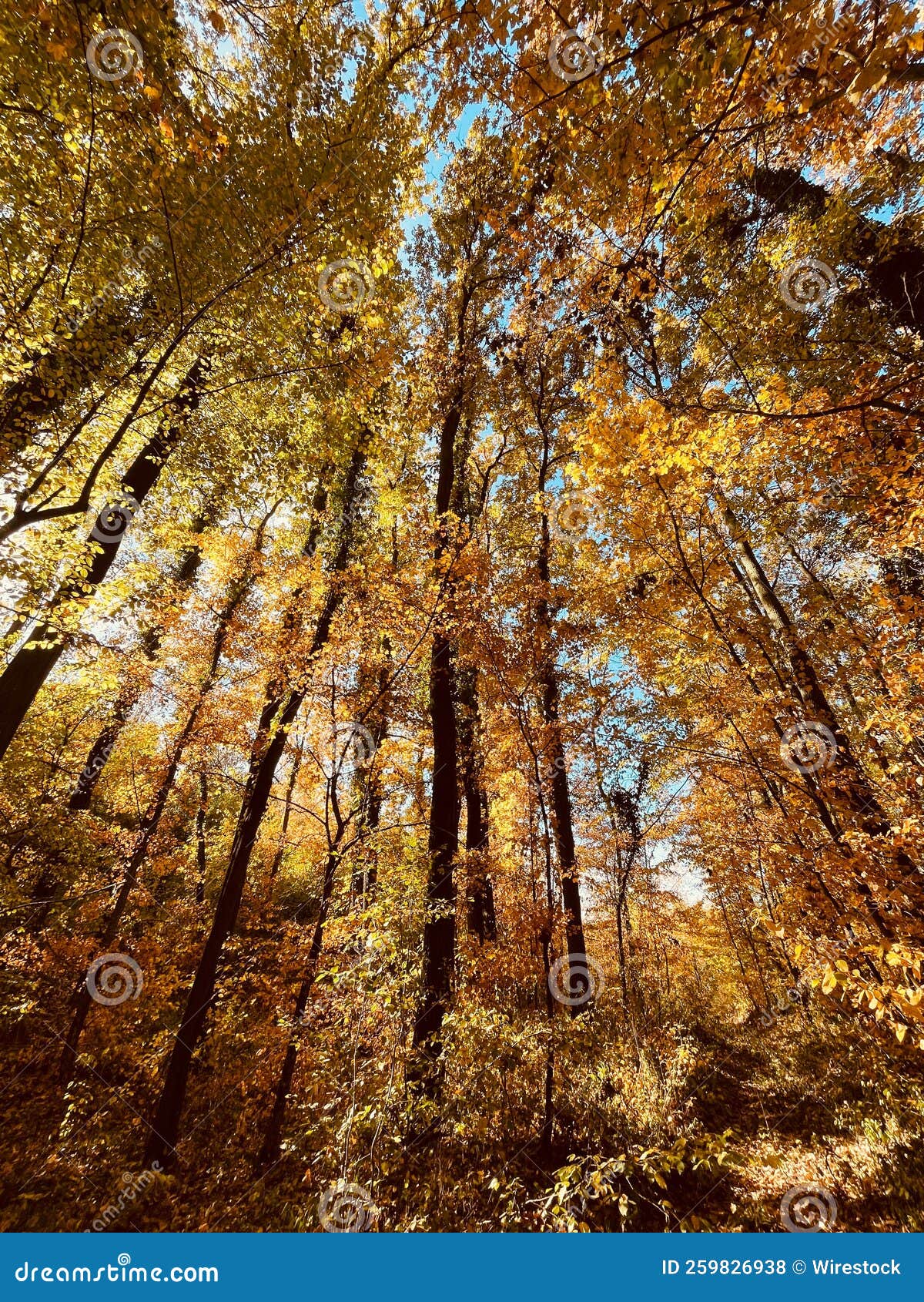 Low Angle Shot of Dense Autumn Trees Stock Photo - Image of dense ...