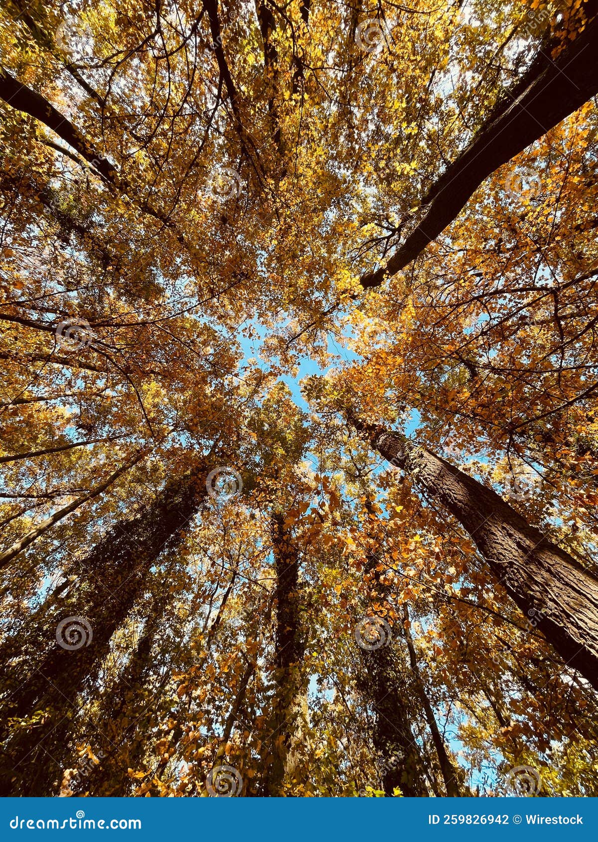 Low Angle Shot of Dense Autumn Trees Stock Photo - Image of plant ...