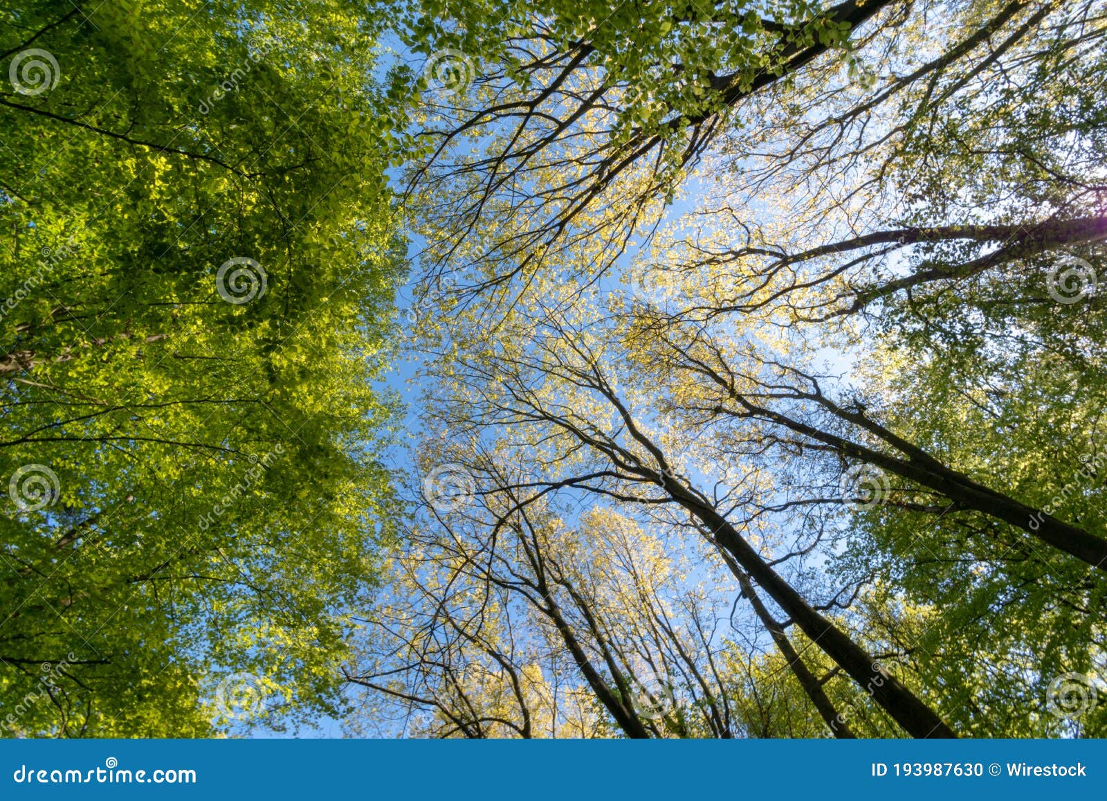 Long Trees And Bare Branches During Golden Hour At Sanjay Lake Park ...