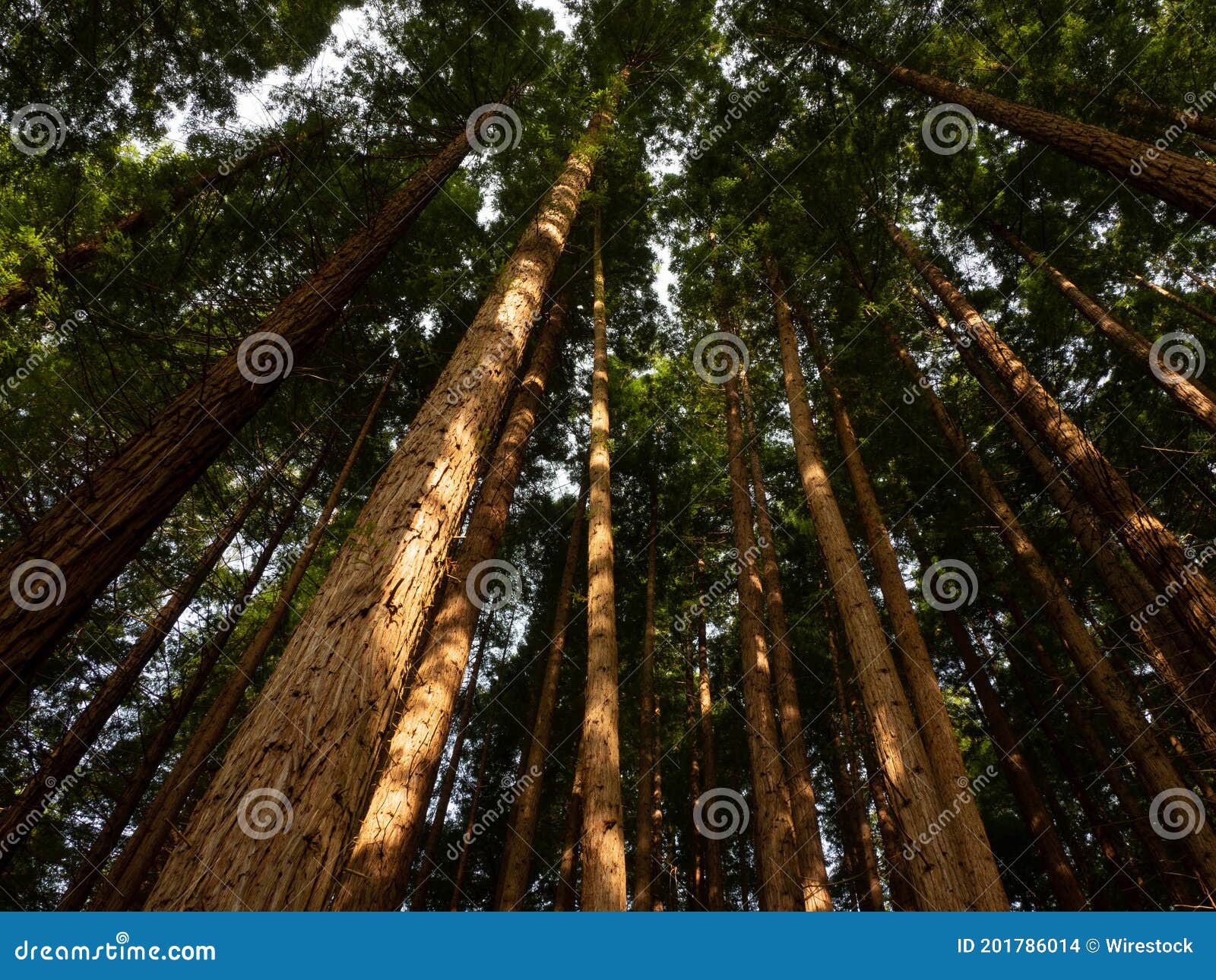 Low Angle Shot of Dense High Trees in the Forest Stock Photo - Image of ...