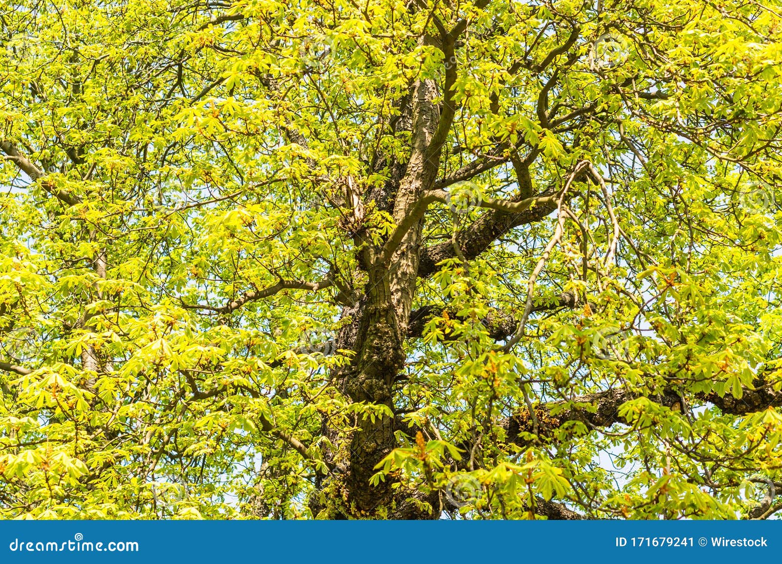 Low Angle Shot of the Dense Tree with Green Leaves Stock Image - Image ...