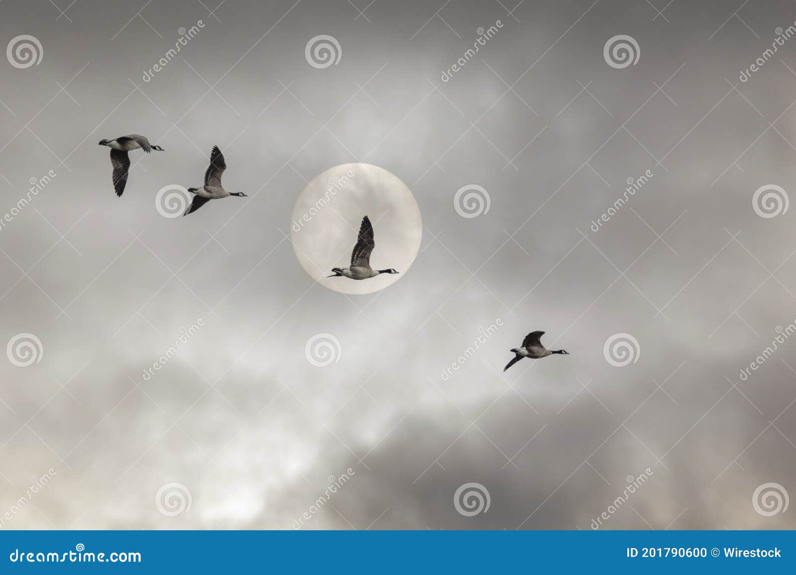 Low Angle Shot of Ducks Flying Under a Cloudy Sky and a Full Moon ...