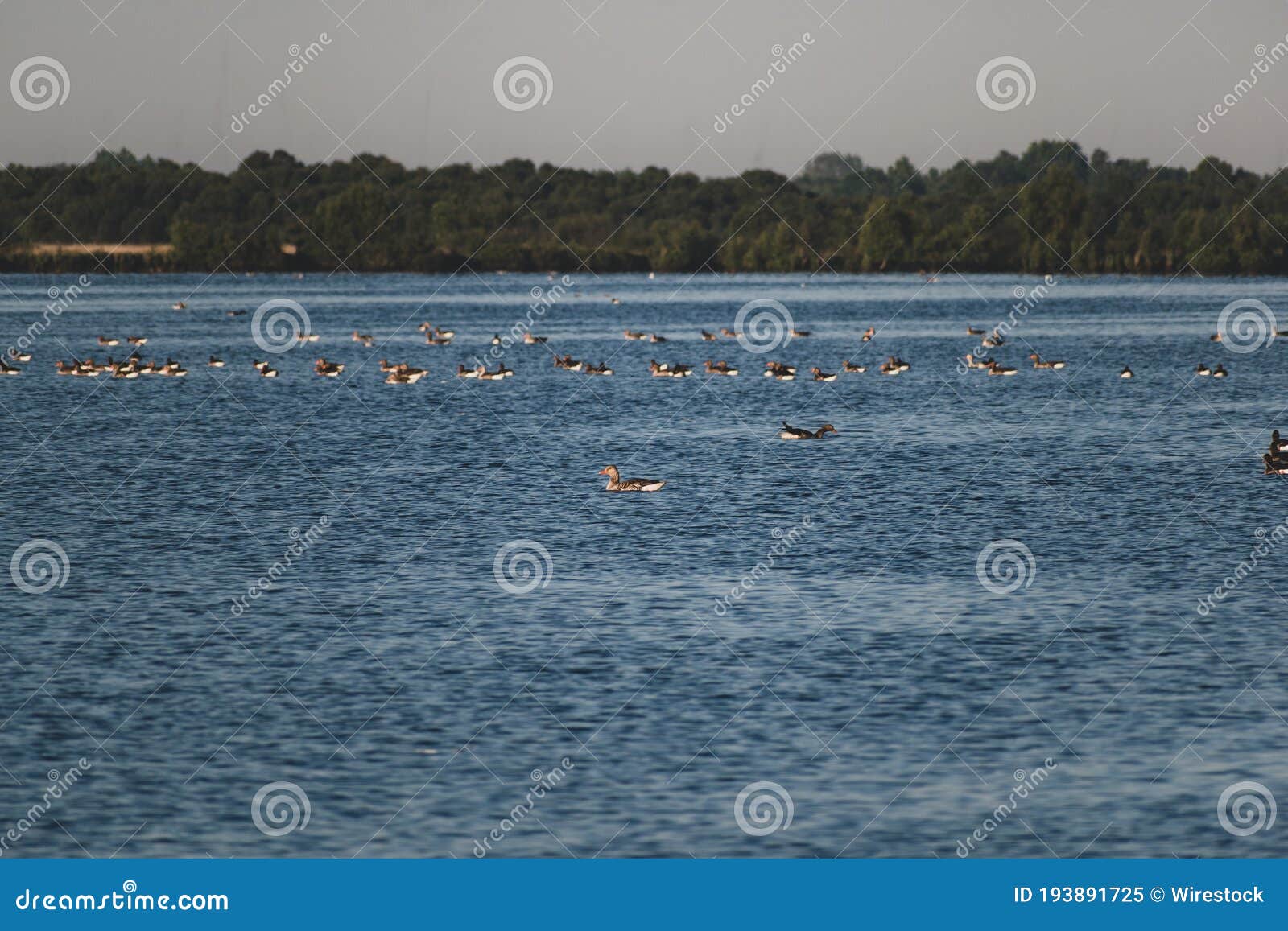 Low Angle Shot of Ducks in a River Stock Image - Image of horizon ...