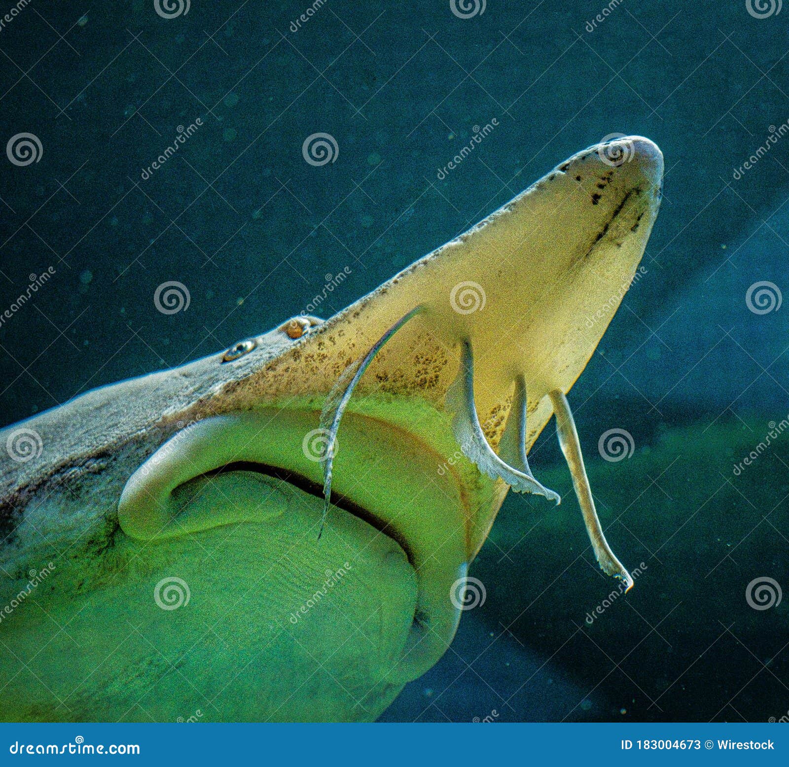 Low Angle Shot of an Exotic Fish Captured at the Bottom of the Ocean ...