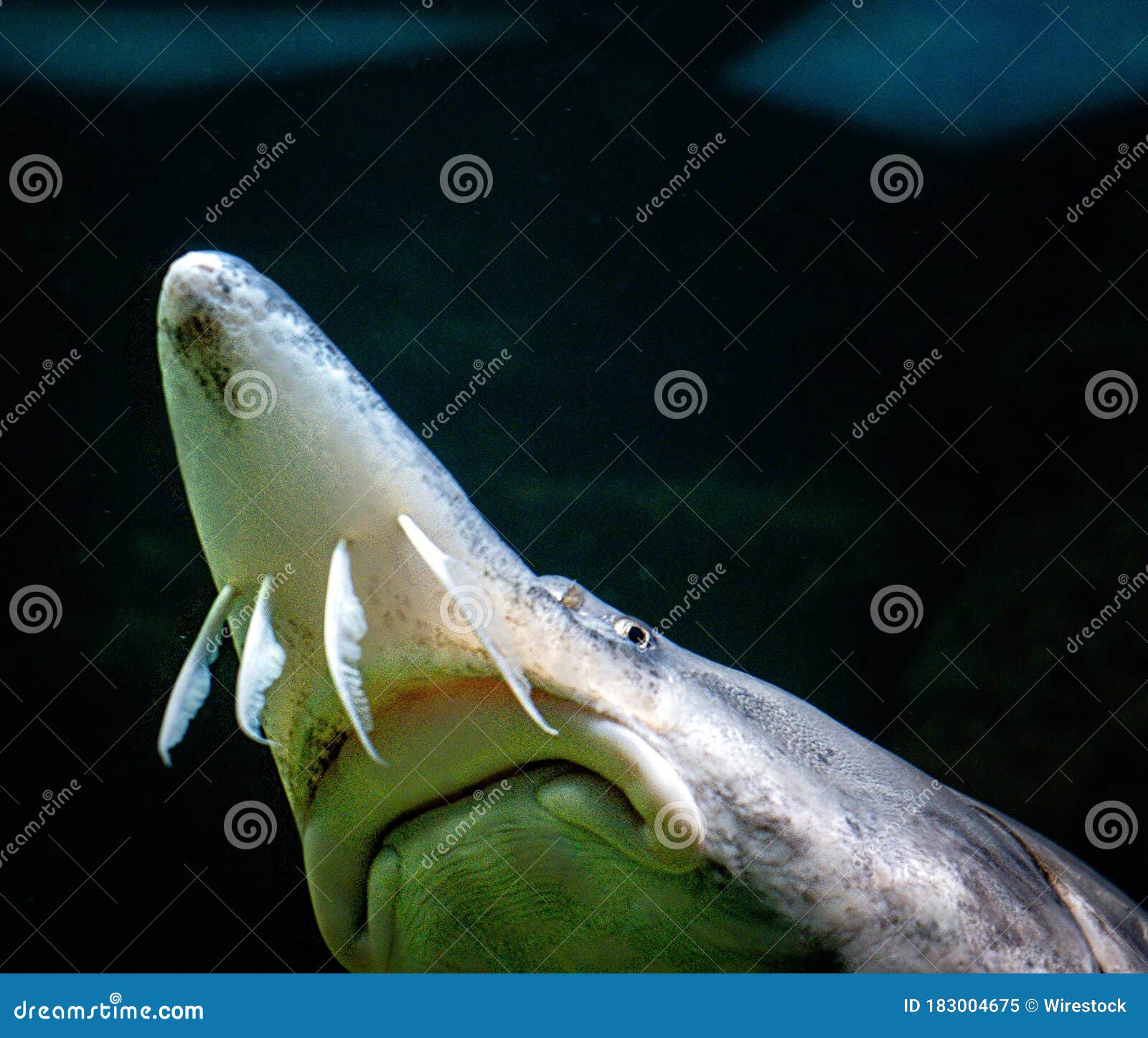 Low Angle Shot of an Exotic Fish Captured at the Bottom of the Ocean ...