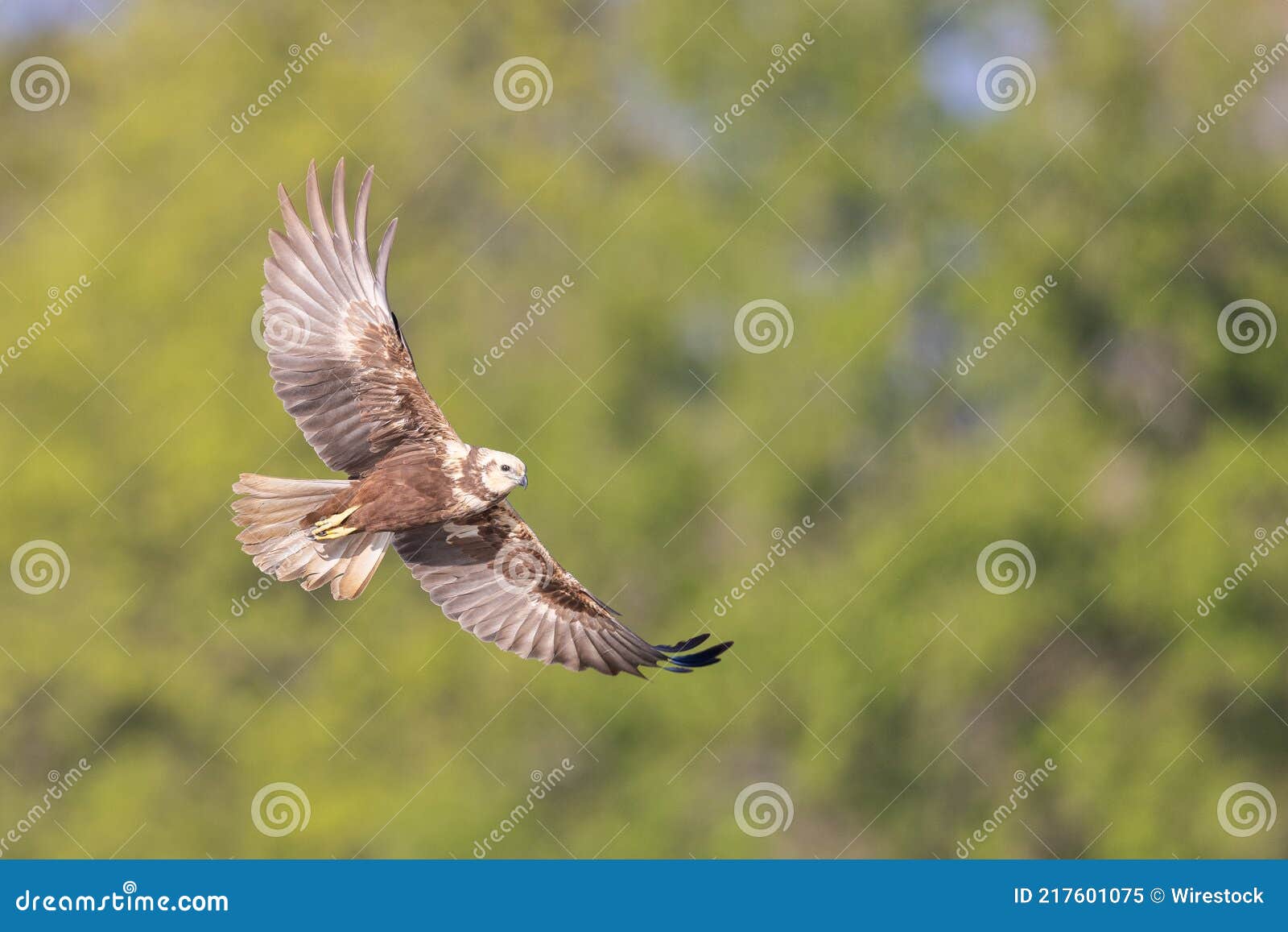 Low Angle Shot of a Falcon in Flight with the Wings Open - Perfect for ...