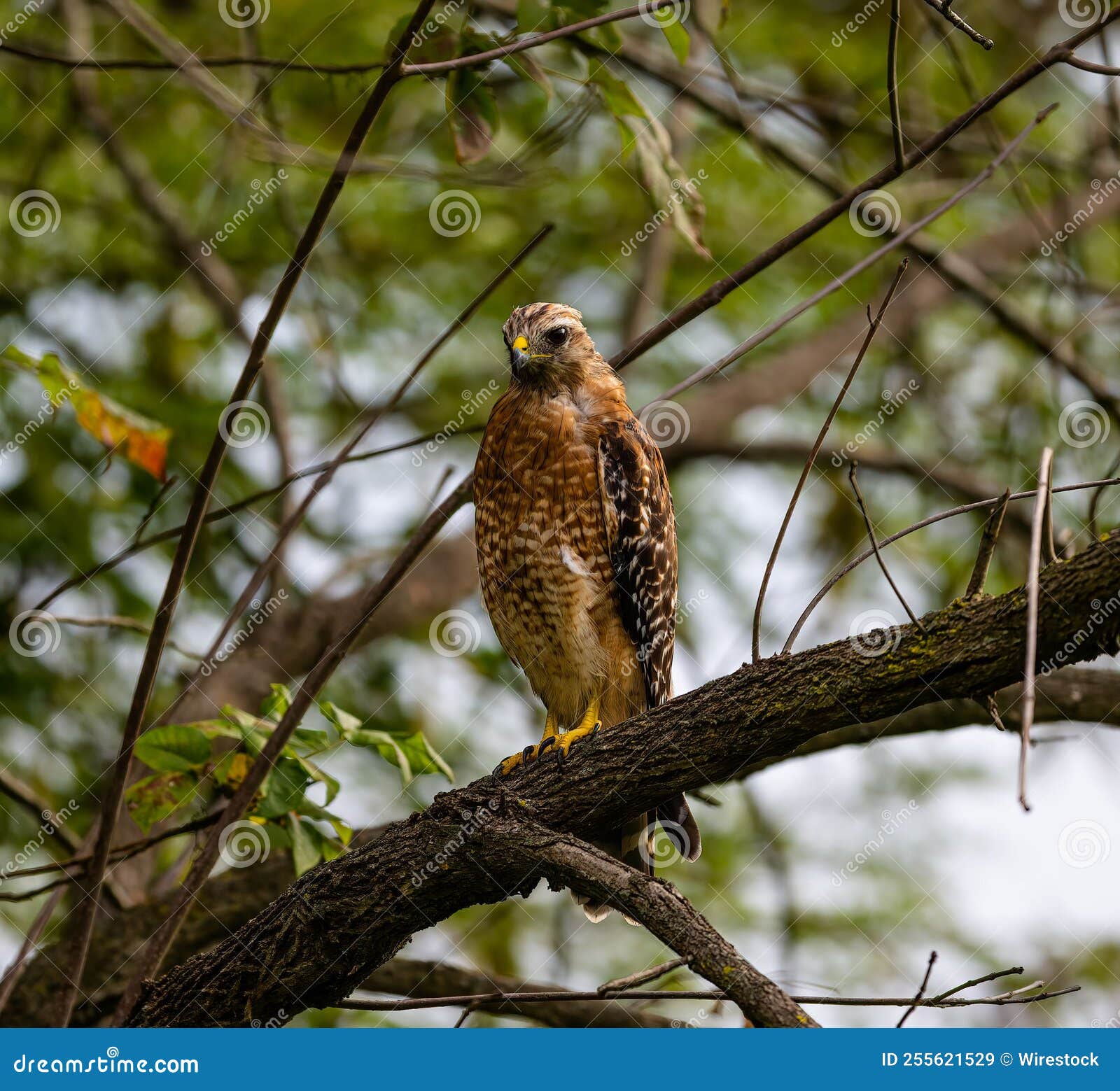 Low-angle Shot of a Falcon Standing on the Tree Branch with Blurred ...