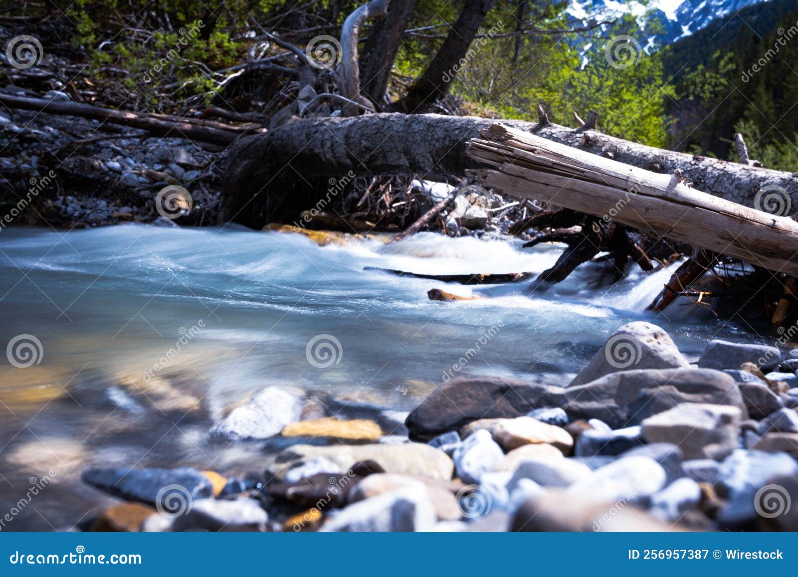 Low Angle Shot of Fallen Tree Logs Over a River Stock Image - Image of ...