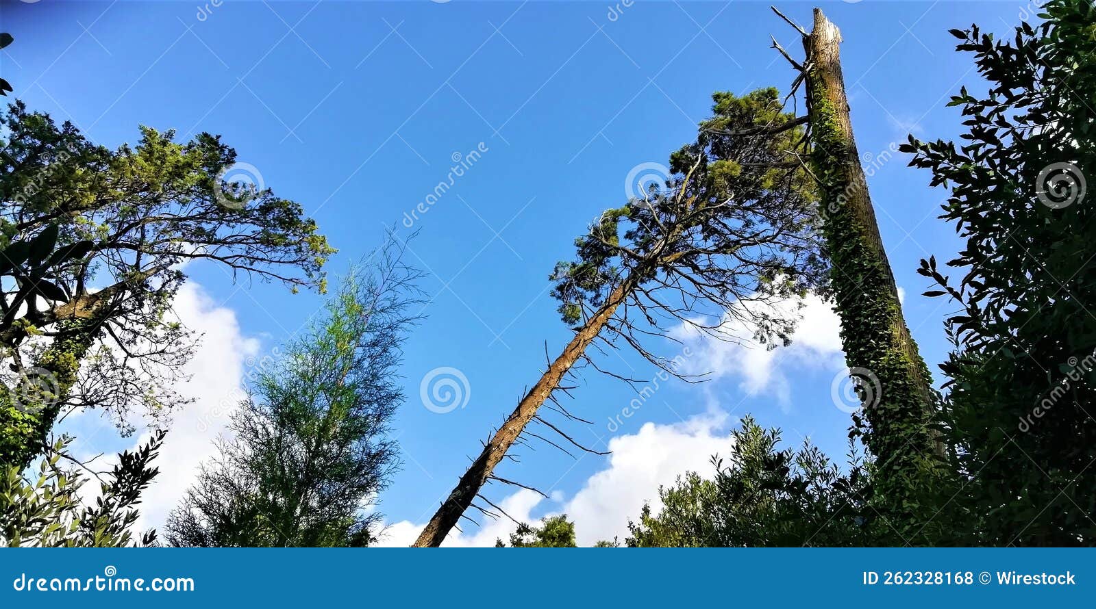 Low Angle Shot of a Falling Pine Tree Stock Photo - Image of wild, wood ...