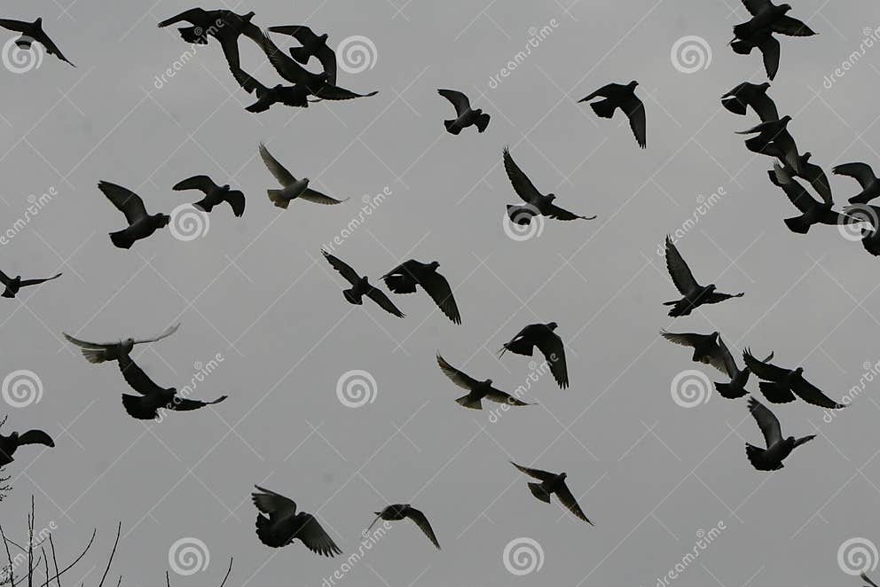 Low Angle Shot of a Flock of Birds Flying in the Sky Stock Photo ...