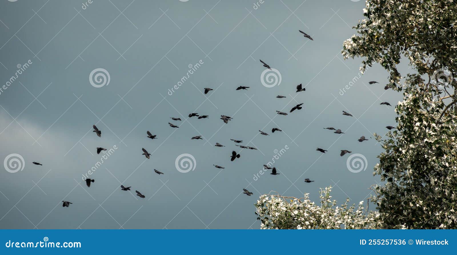 Low-angle Shot of a Flock of Birds Flying To Migrate Stock Photo ...