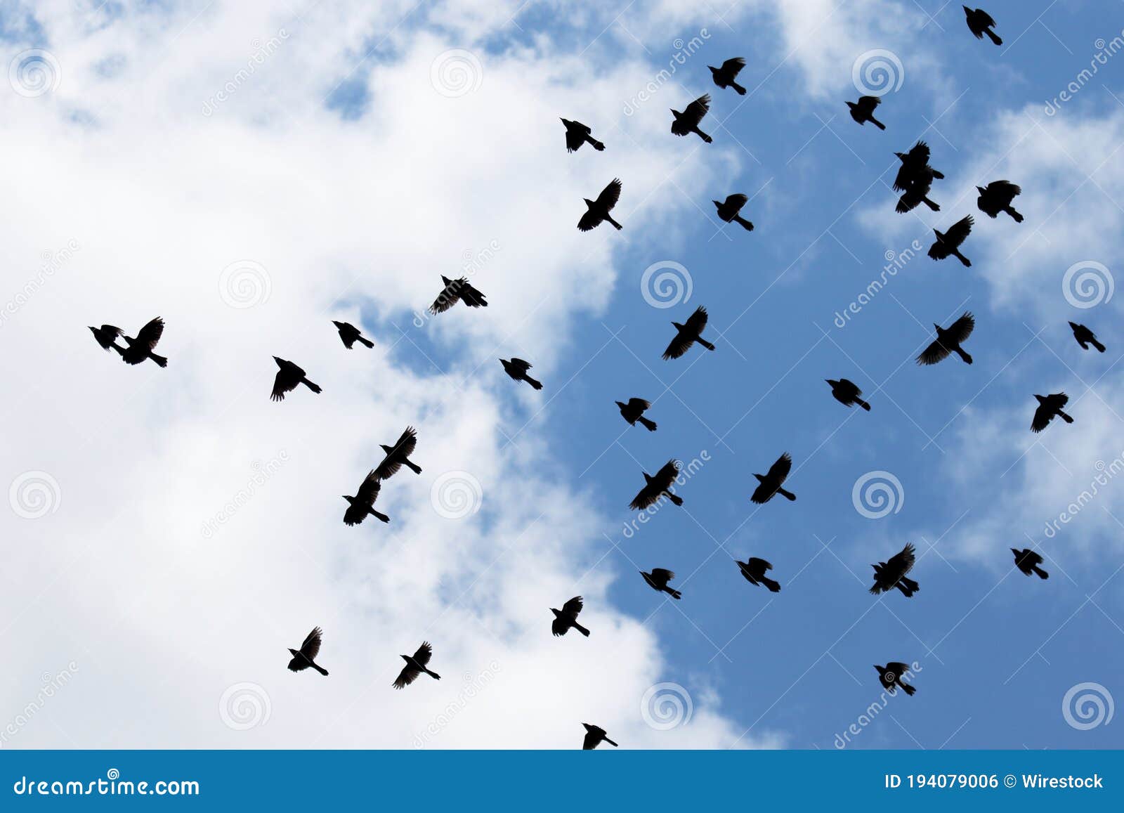 Low Angle Shot of a Flock of Birds Flying Under a Blue Cloudy Sky at ...
