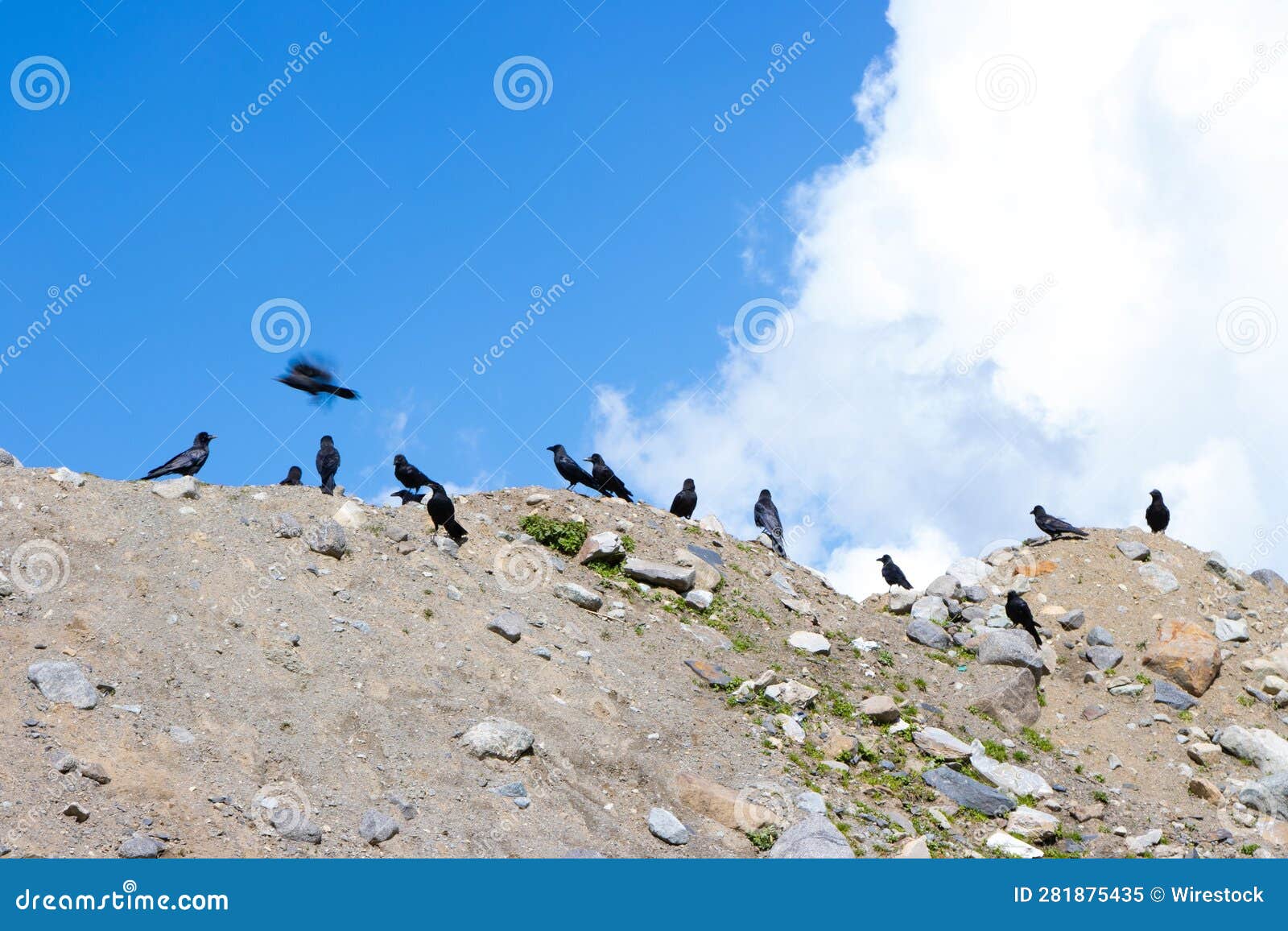 Low Angle Shot of a Flock of Black Birds on the Side of a Cliff Under a ... Low Angle Shot of a Flock of Black Birds on the Side of a Cliff Under a ...
