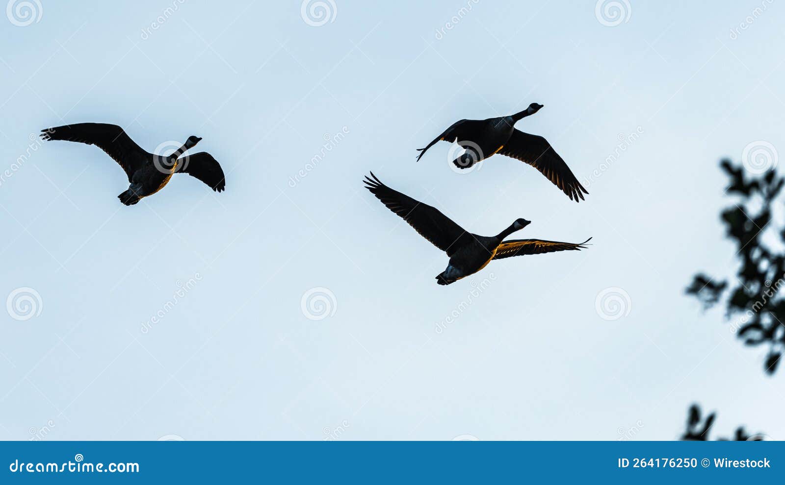 Low-angle Shot of a Flock of Geese Flying with Their Wide-open Wings ...