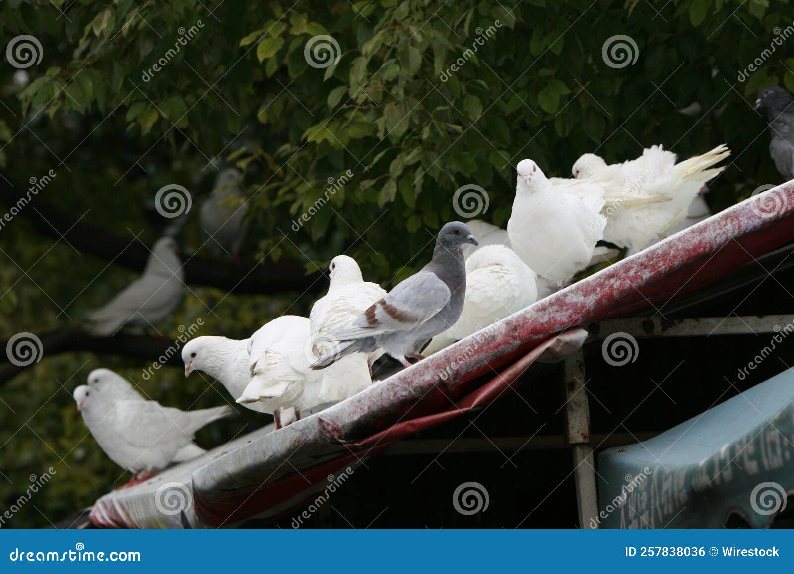 Low Angle Shot of a Flock of White Doves and a Gray Pigeon Perched on a ...