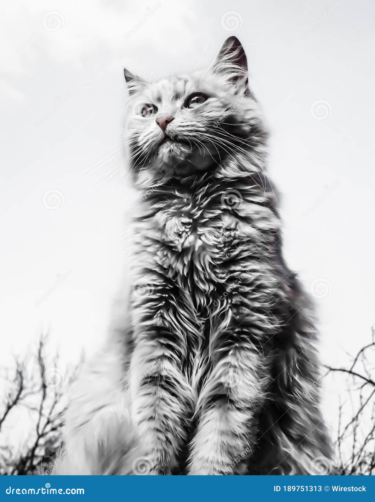 896 Low Angle Cat Photos - Free & Royalty-Free Stock Photos from Dreamstime