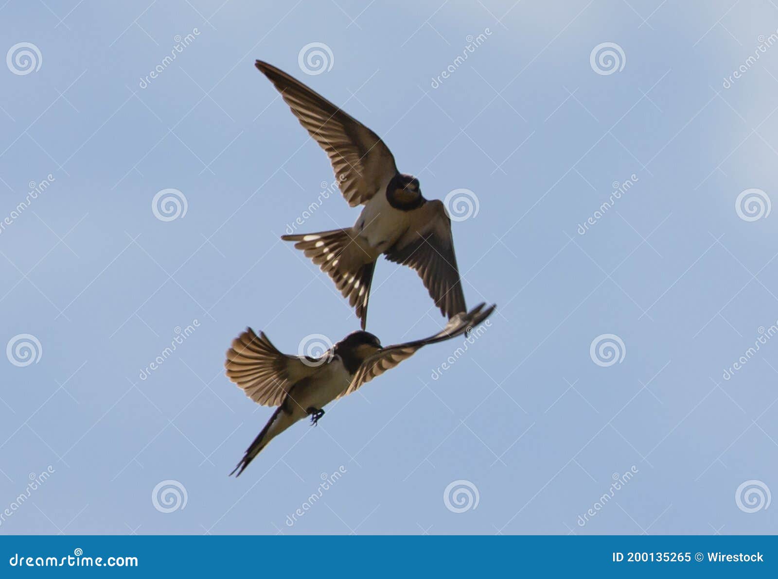 Low Angle Shot of Flying Barn Swallows Stock Image - Image of swallow ...
