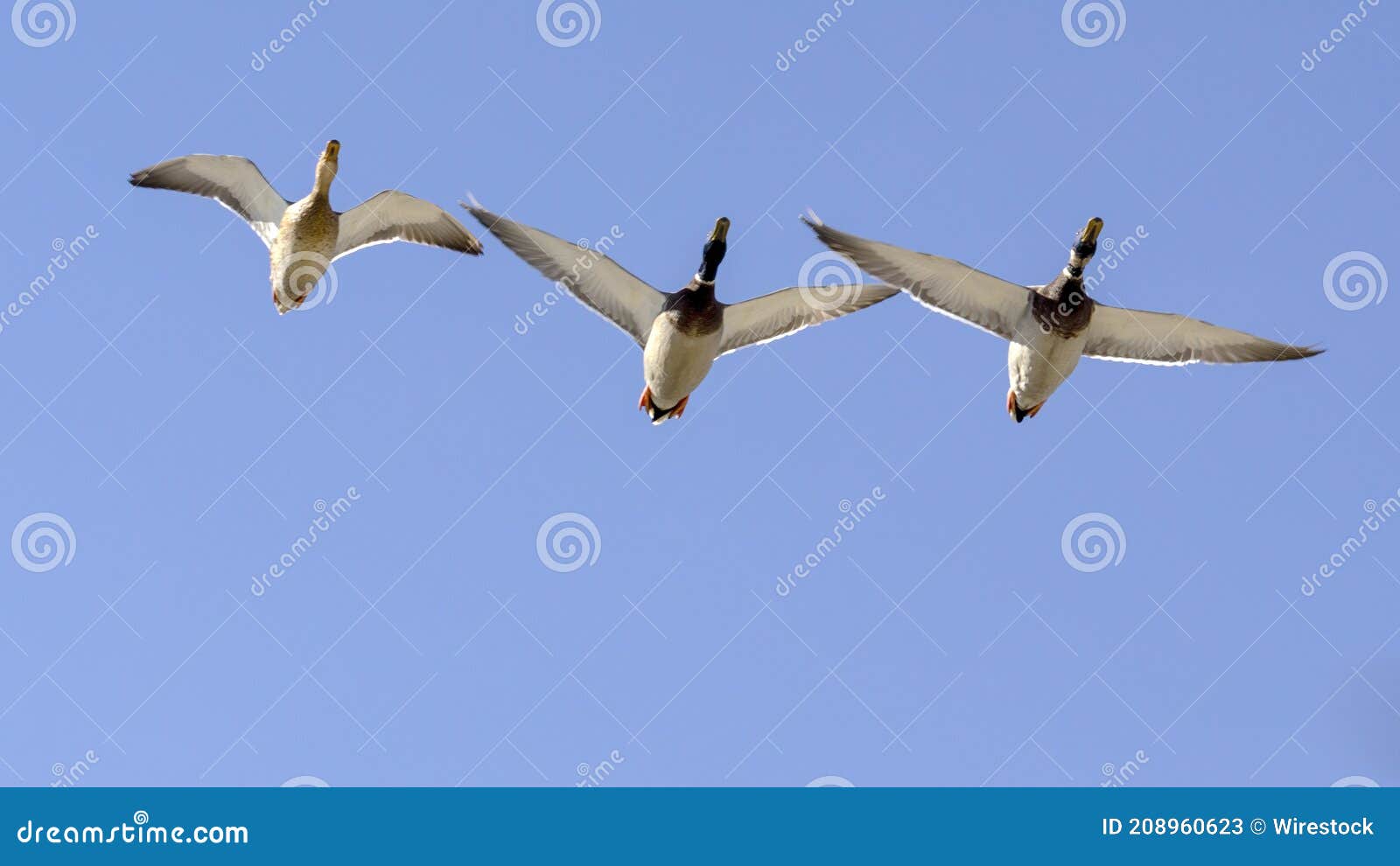 Low Angle Shot of Flying Geese in a Blue Sky Stock Image - Image of ...