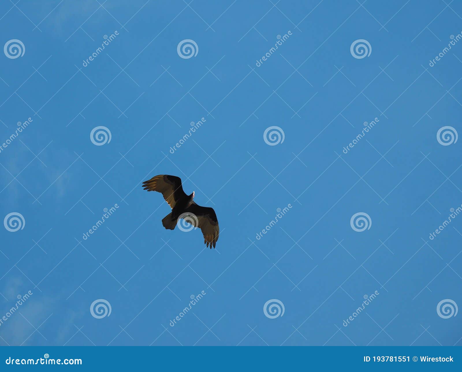 Low Angle Shot of a Flying Hawk with the Blue Sky on the Background ...