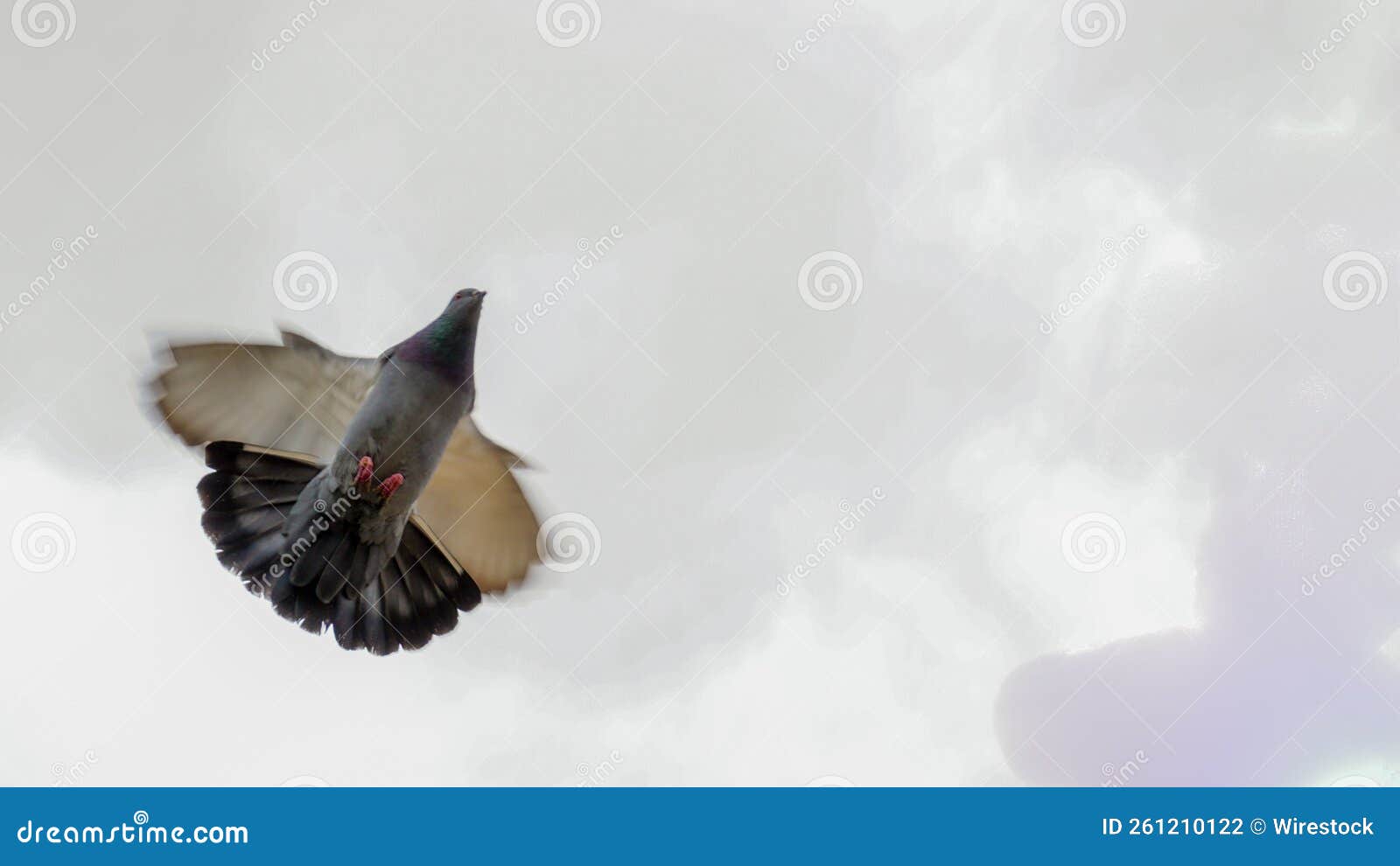Low-angle Shot of a Flying Pigeon in Flight Stock Photo - Image of ...