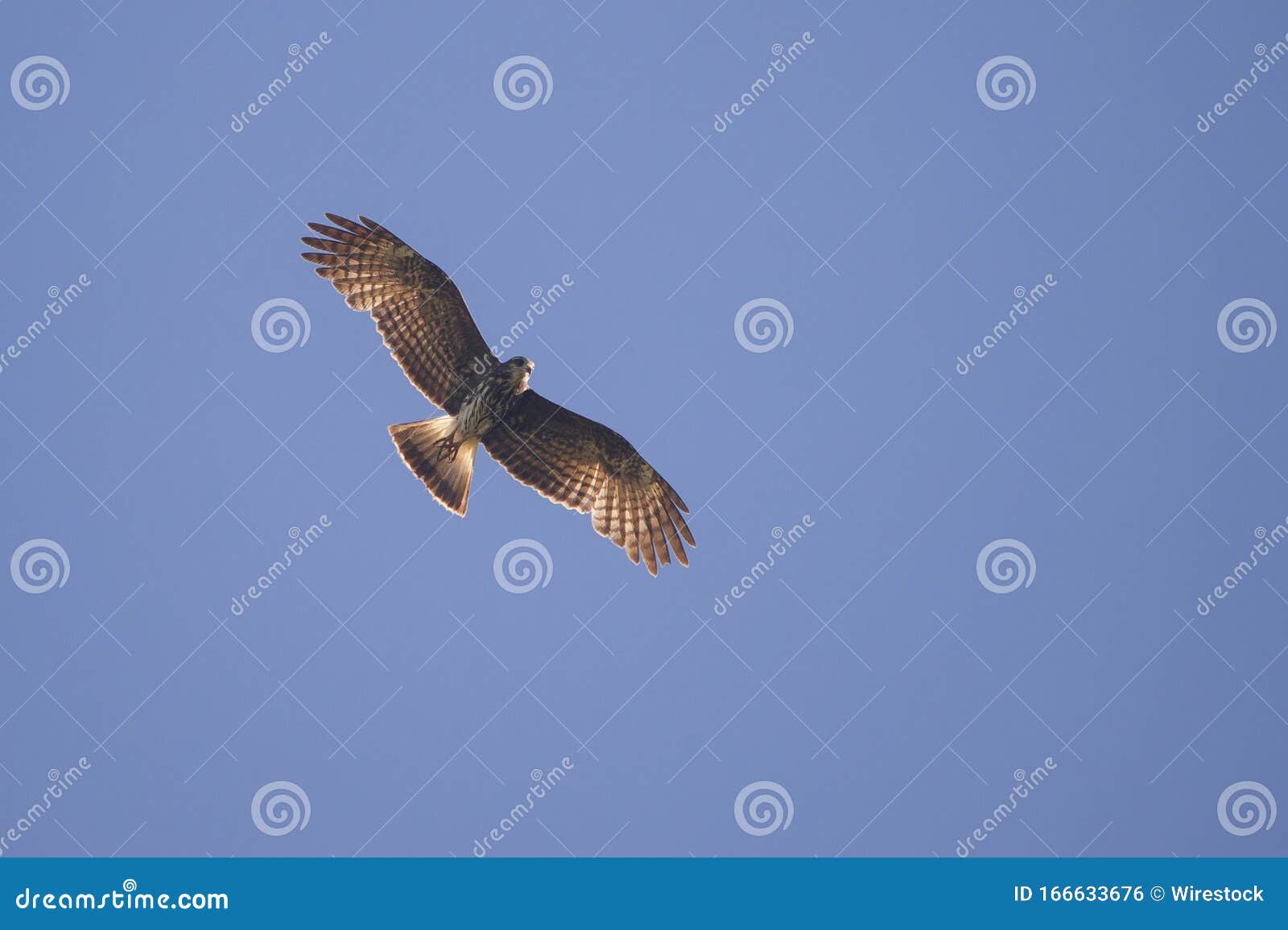 Low Angle Shot of a Flying Red-tailed Hawk Under the Blue Sky - Freedom ...