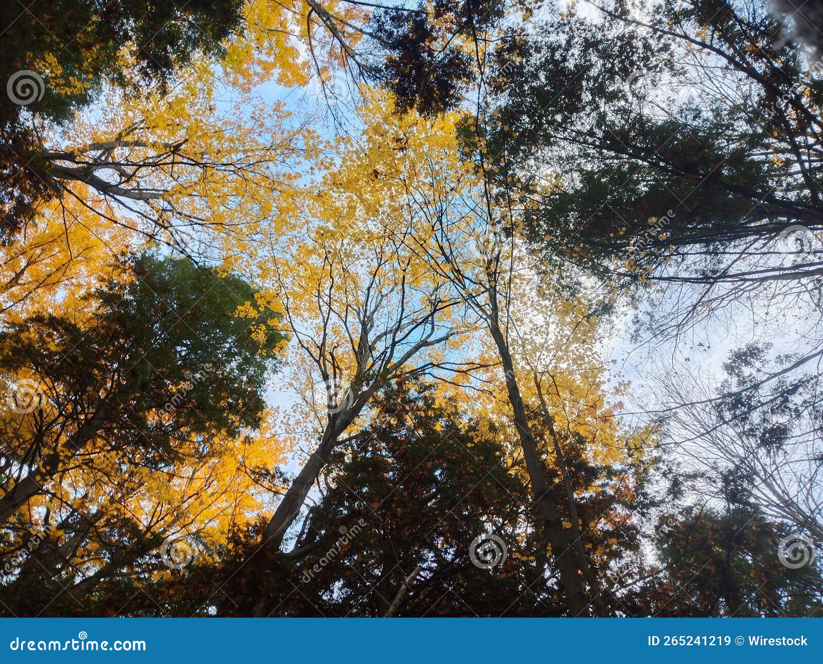 Low angle shot of a forest stock image. Image of vibrant - 265241219
