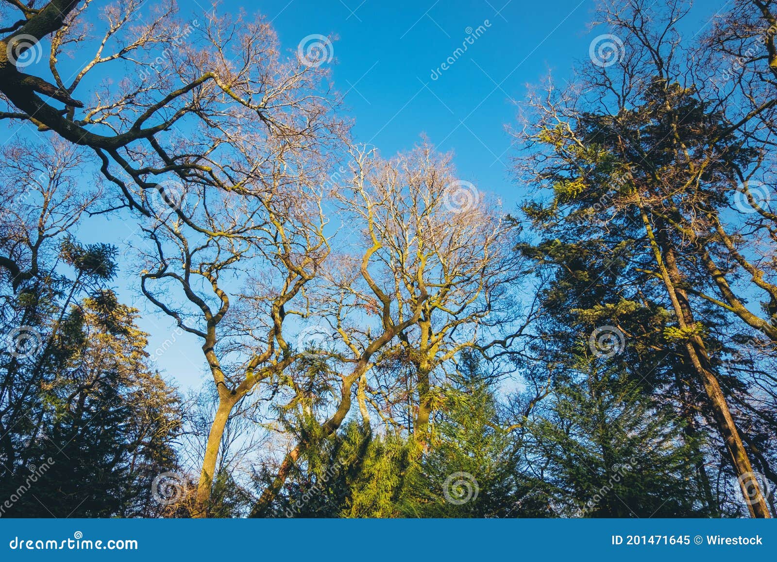 Low Angle Shot of a Forest Landscape with Trees Stock Image - Image of ...