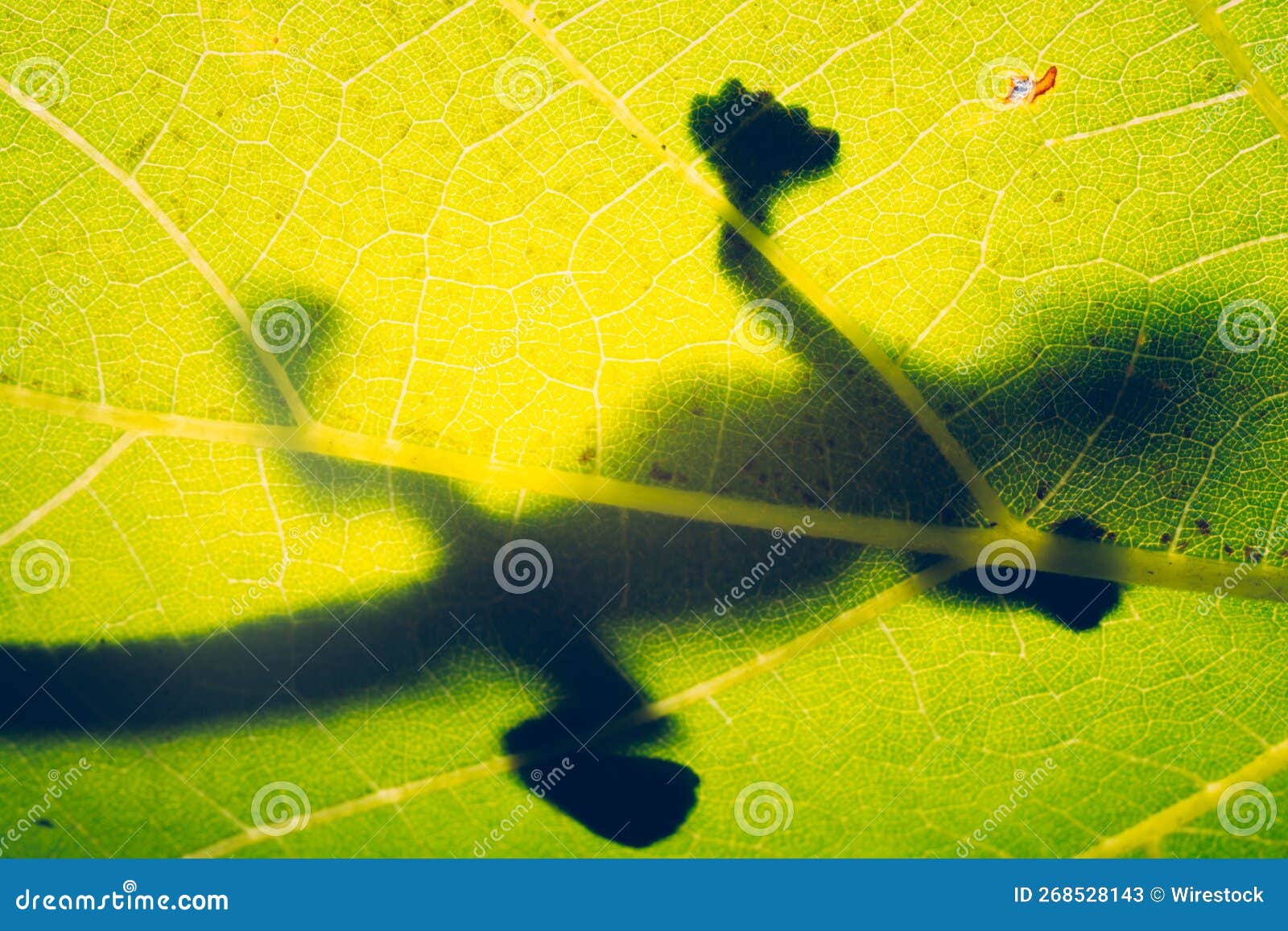 Low-angle Shot of the Frog Shadow on the Green Leaf Stock Image - Image ...