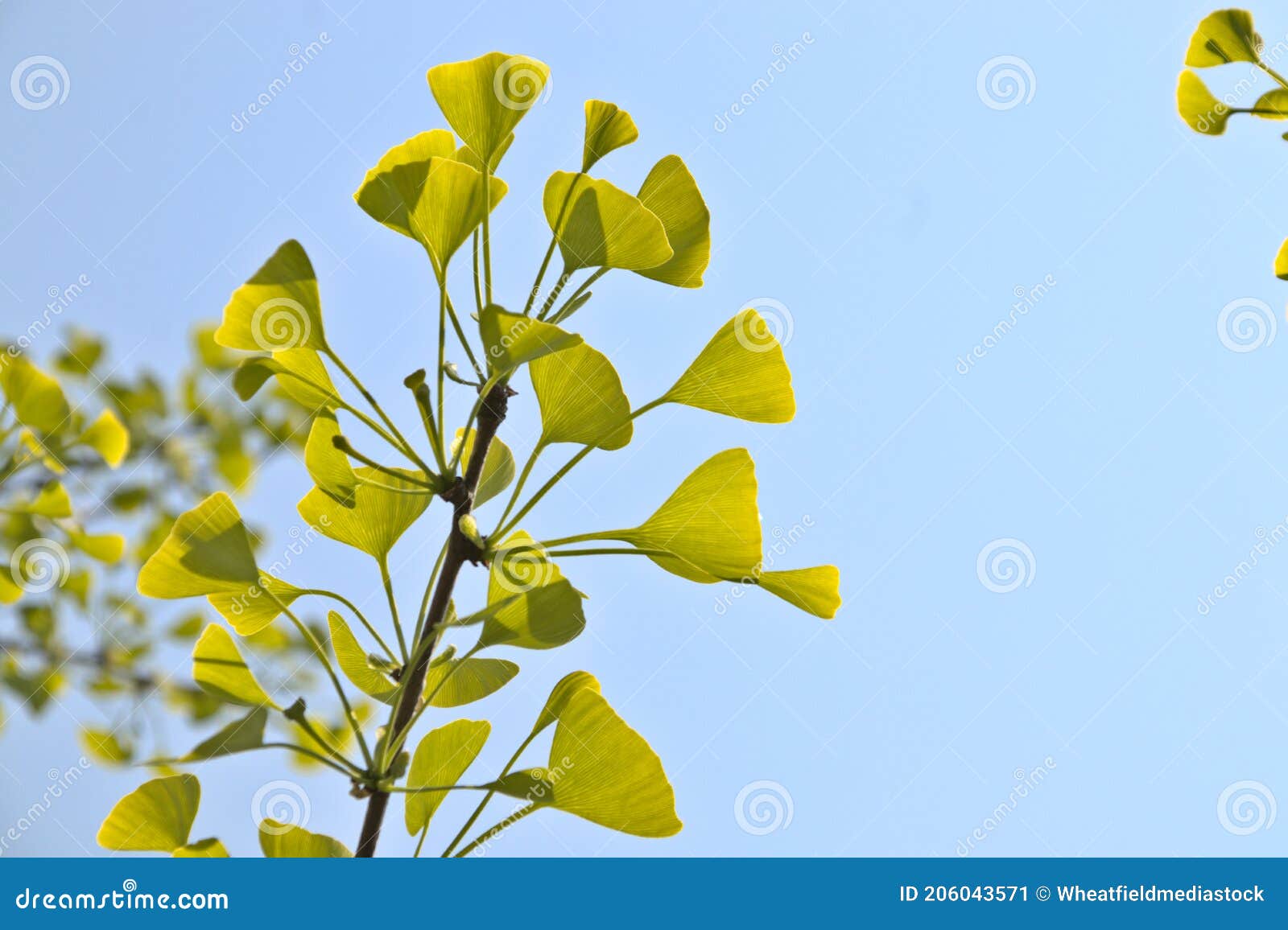 Low-angle Shot of Ginkgo Tree Branches, Spring Ginkgo Tree Buds Stock ...