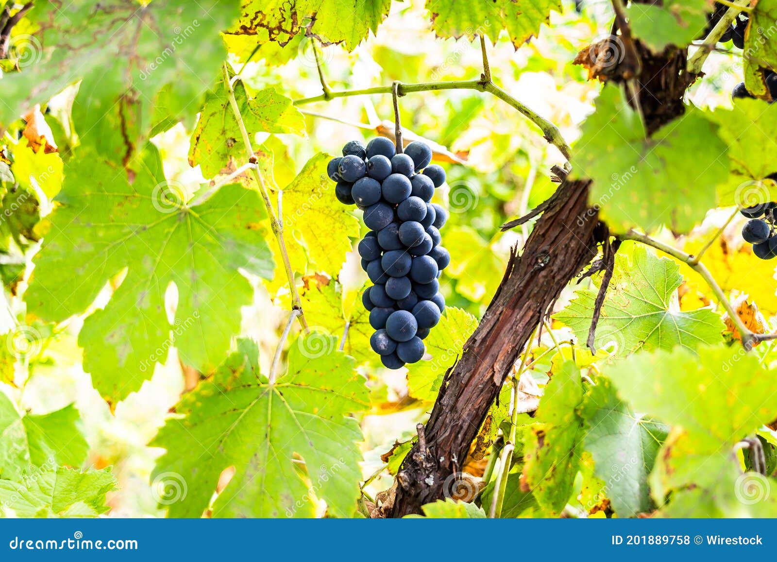 Low angle shot of grapes stock photo. Image of branch - 201889758