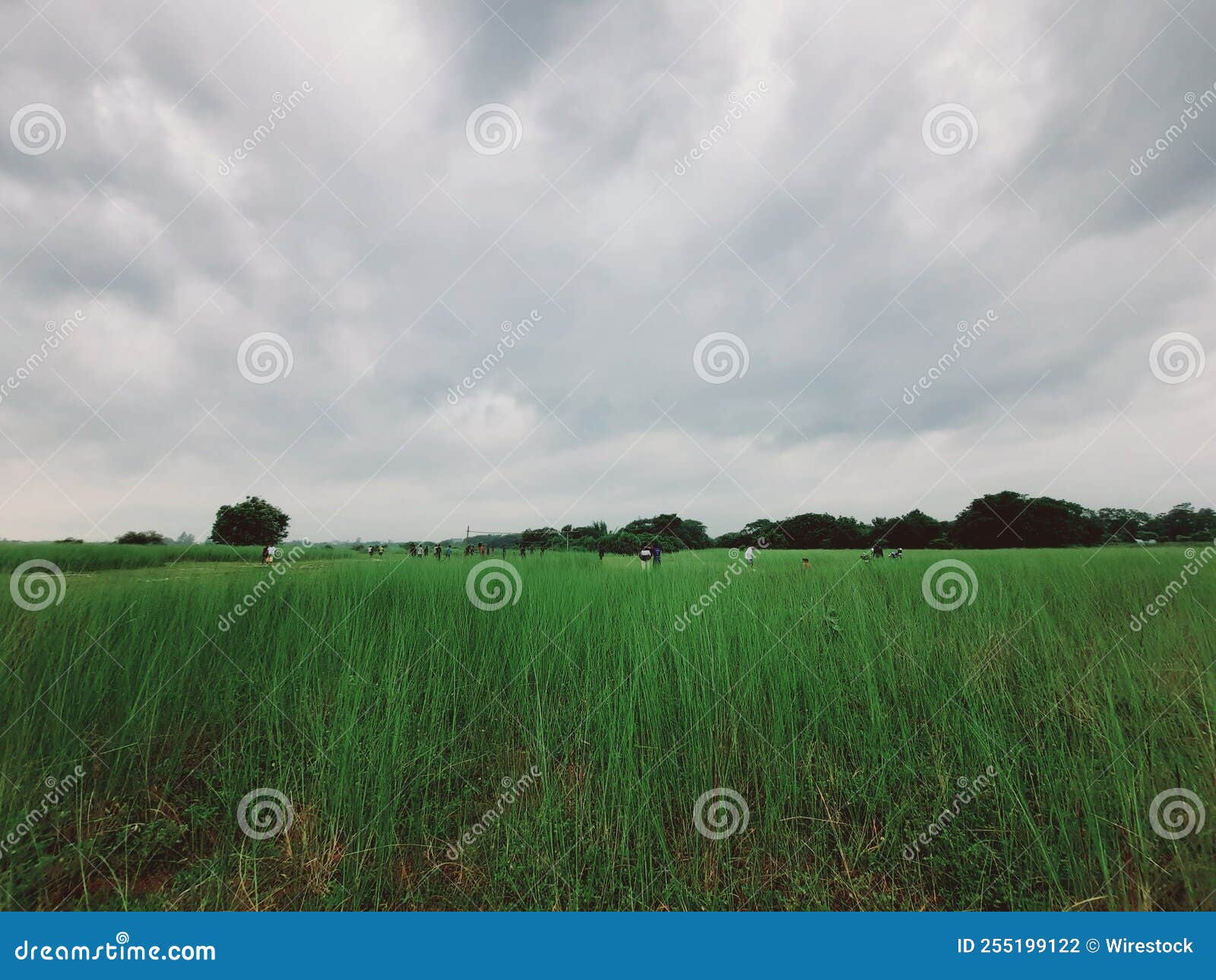 Low Angle Shot of a Grass Field Under a Gray Cloud Space Stock Photo ...