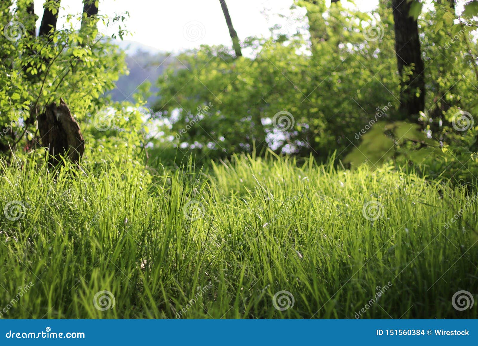 Low Angle Shot of Grass in the Forest with Trees Stock Photo - Image of ...