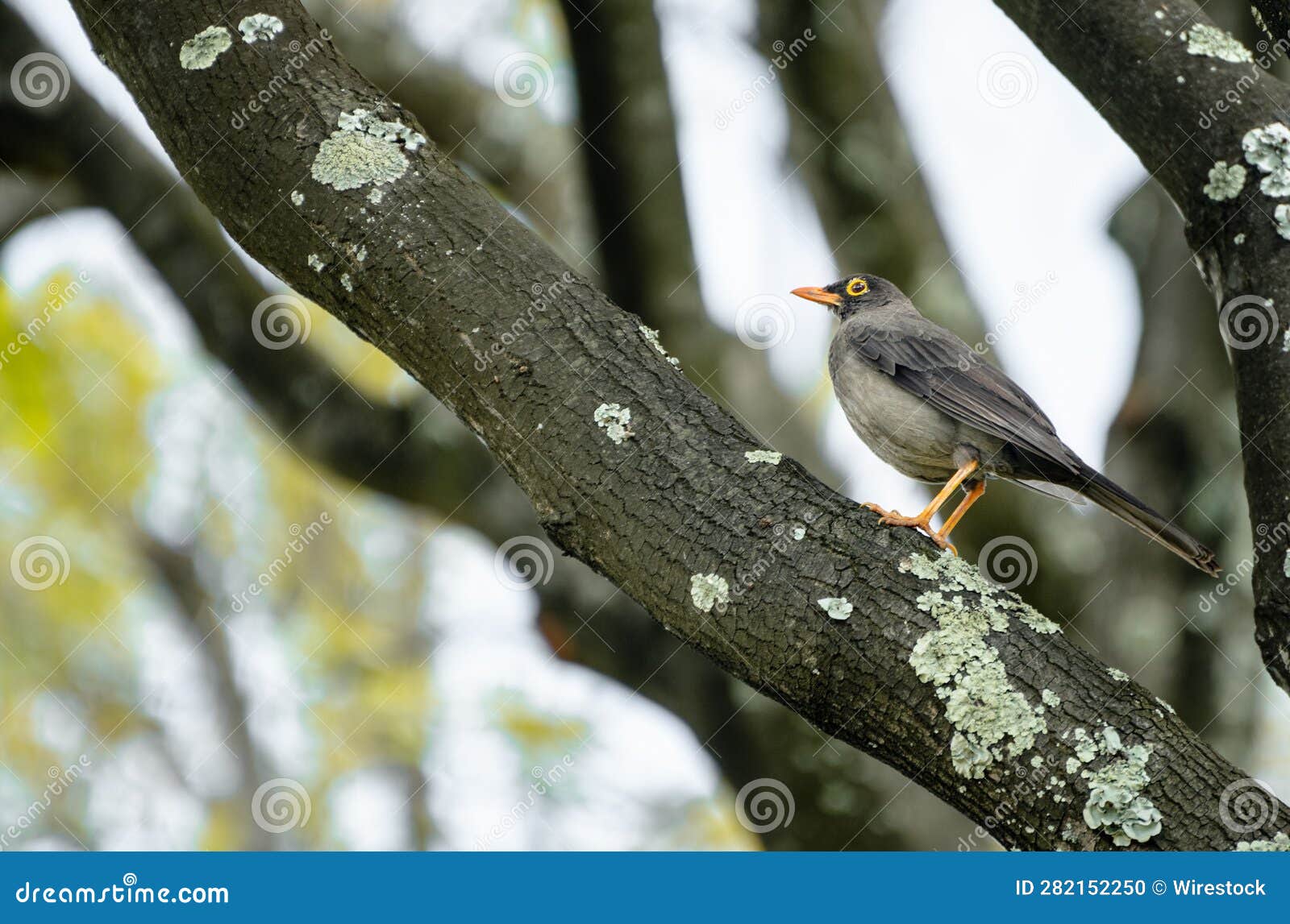 Low Angle Shot of a Great Thrush Bird Perched on a Tree Branch Stock ...