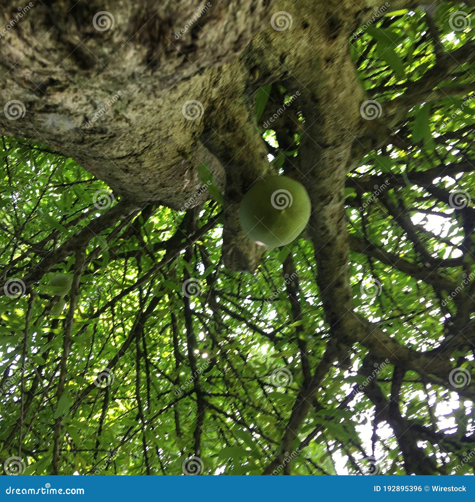 Low Angle Shot of Green Calabash Tree Stock Photo - Image of branch ...