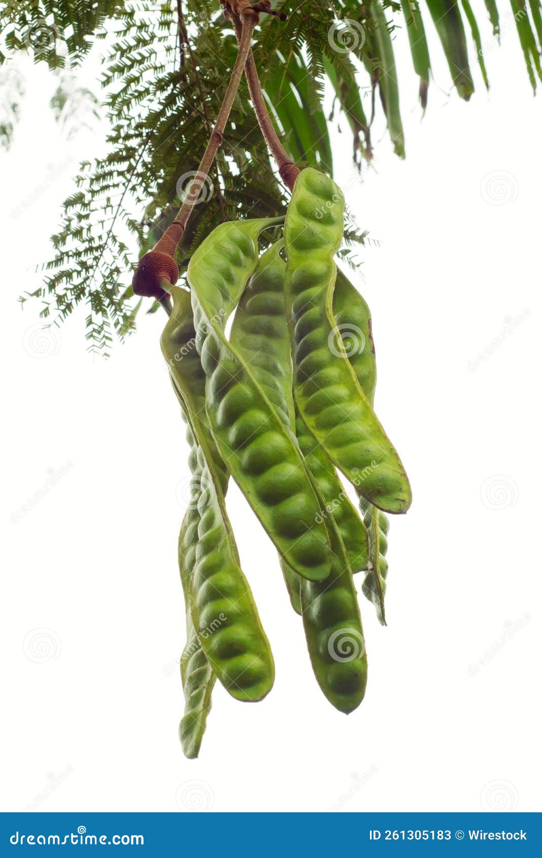 Low Angle Shot of a Green Stink Bean Growing on a Tree Branch Stock ...