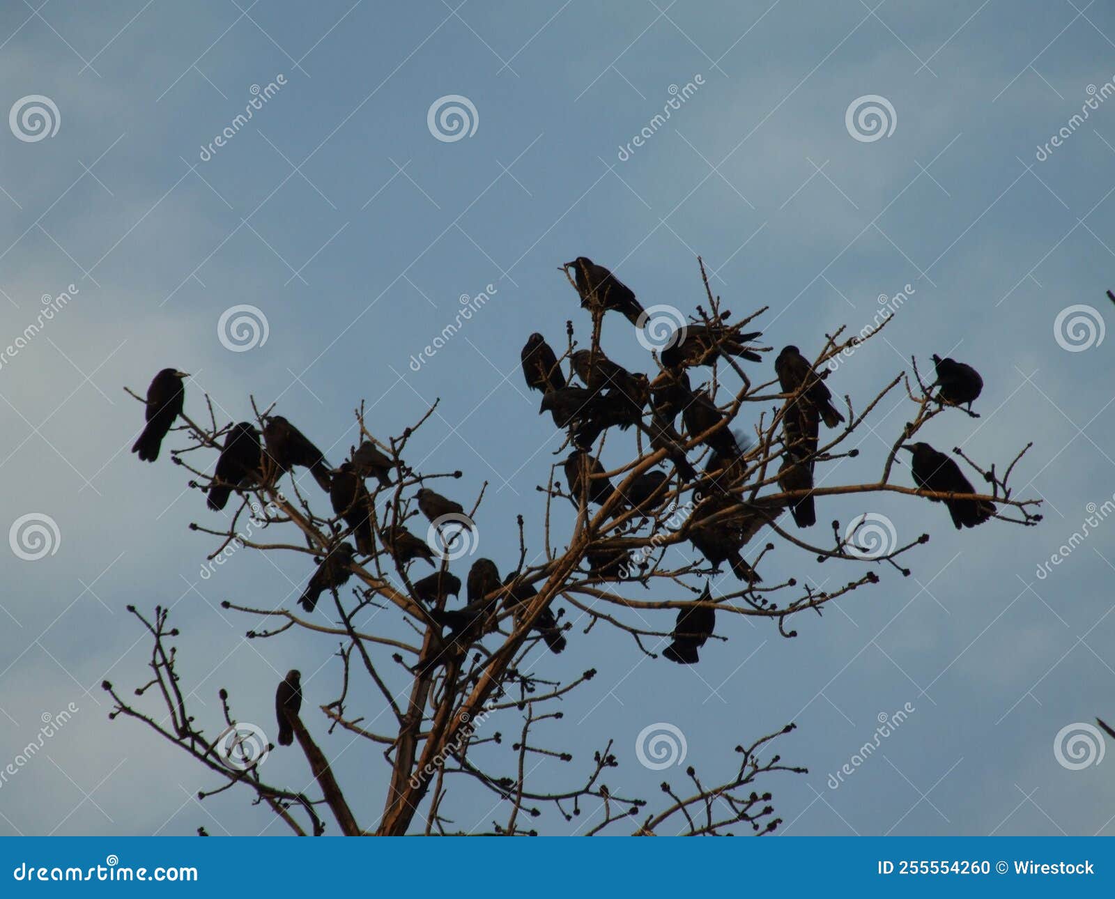 Low Angle Shot of a Group of Crows Perched on the Top of Tree on Blue ...