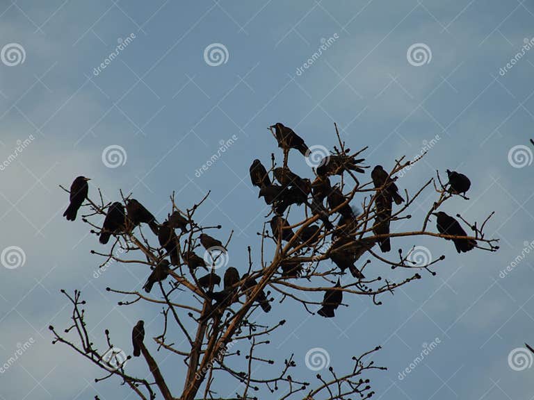 Low Angle Shot of a Group of Crows Perched on the Top of Tree on Blue ...