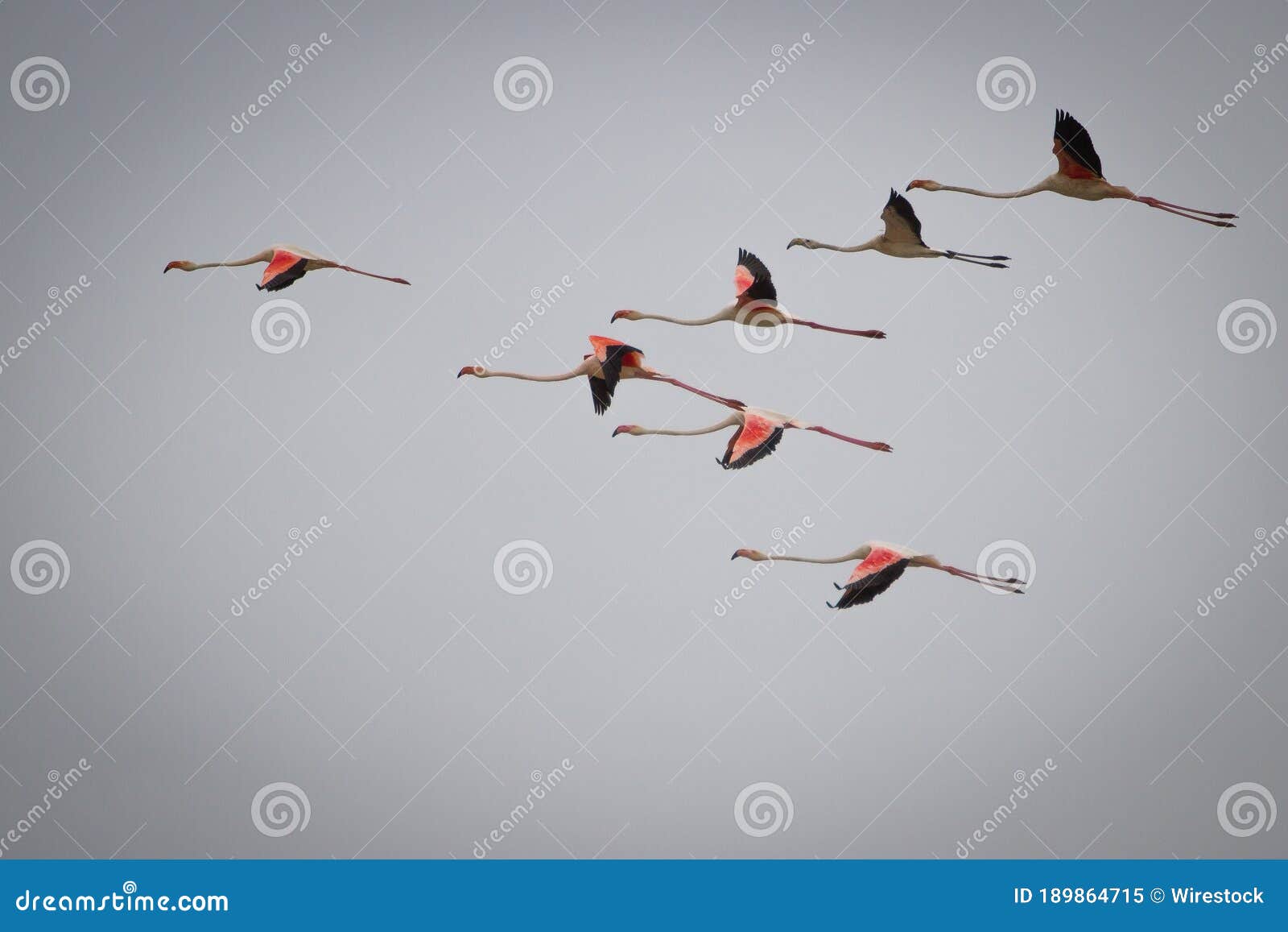 Low Angle Shot of a Group of Flamingos Flying in the Beautiful Cloudy ...