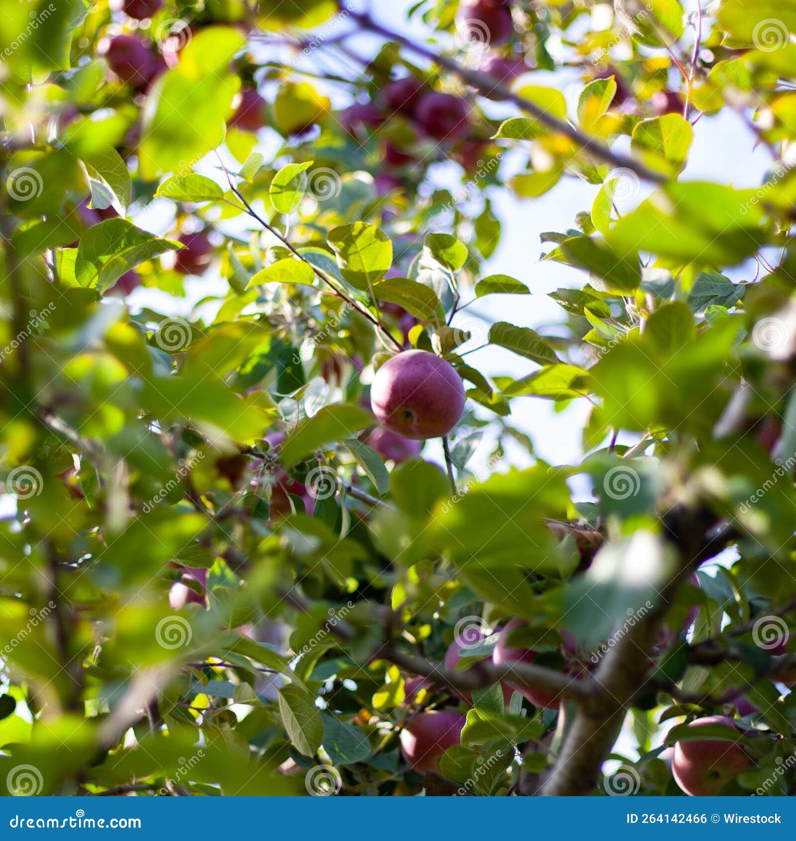 Low Angle Shot of Growing Apples Stock Photo - Image of branch, apples ...