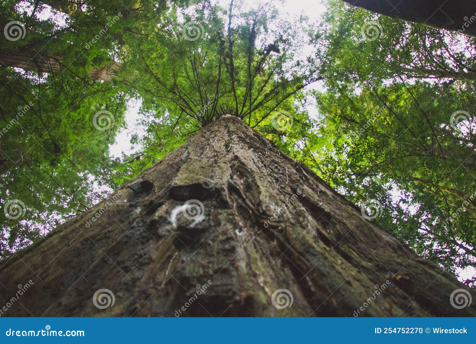 Low Angle Shot of Growing Big Tree Stock Photo - Image of summer, plant ...