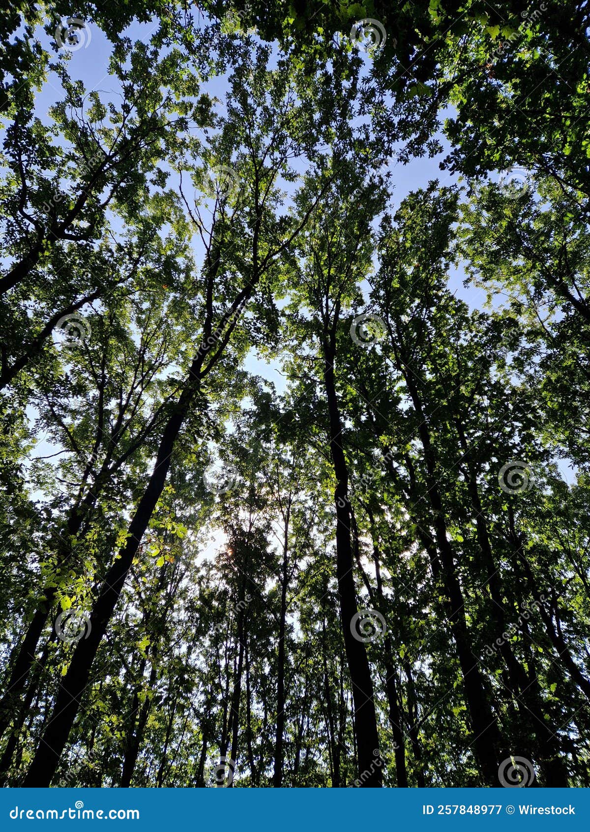 Low Angle Shot of Growing Lush Trees in Forest Stock Image - Image of ...