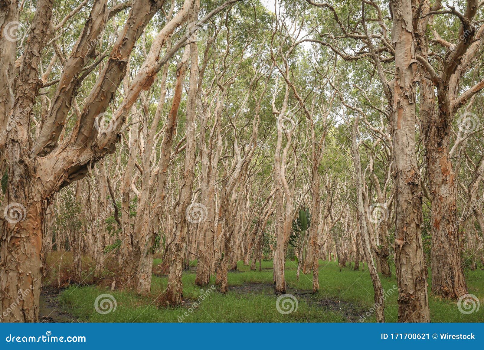 Low Angle Shot of Half-bare Tall Trees in a Forest Stock Image - Image ...