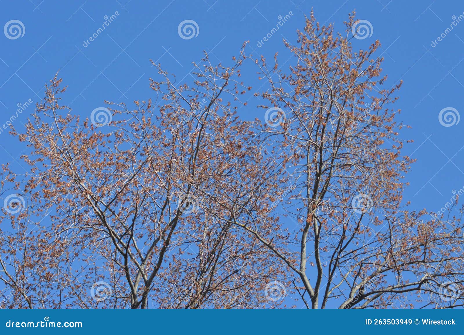 Low Angle Shot of a Half Bare Tree Against a Clear Blue Sky Background ...